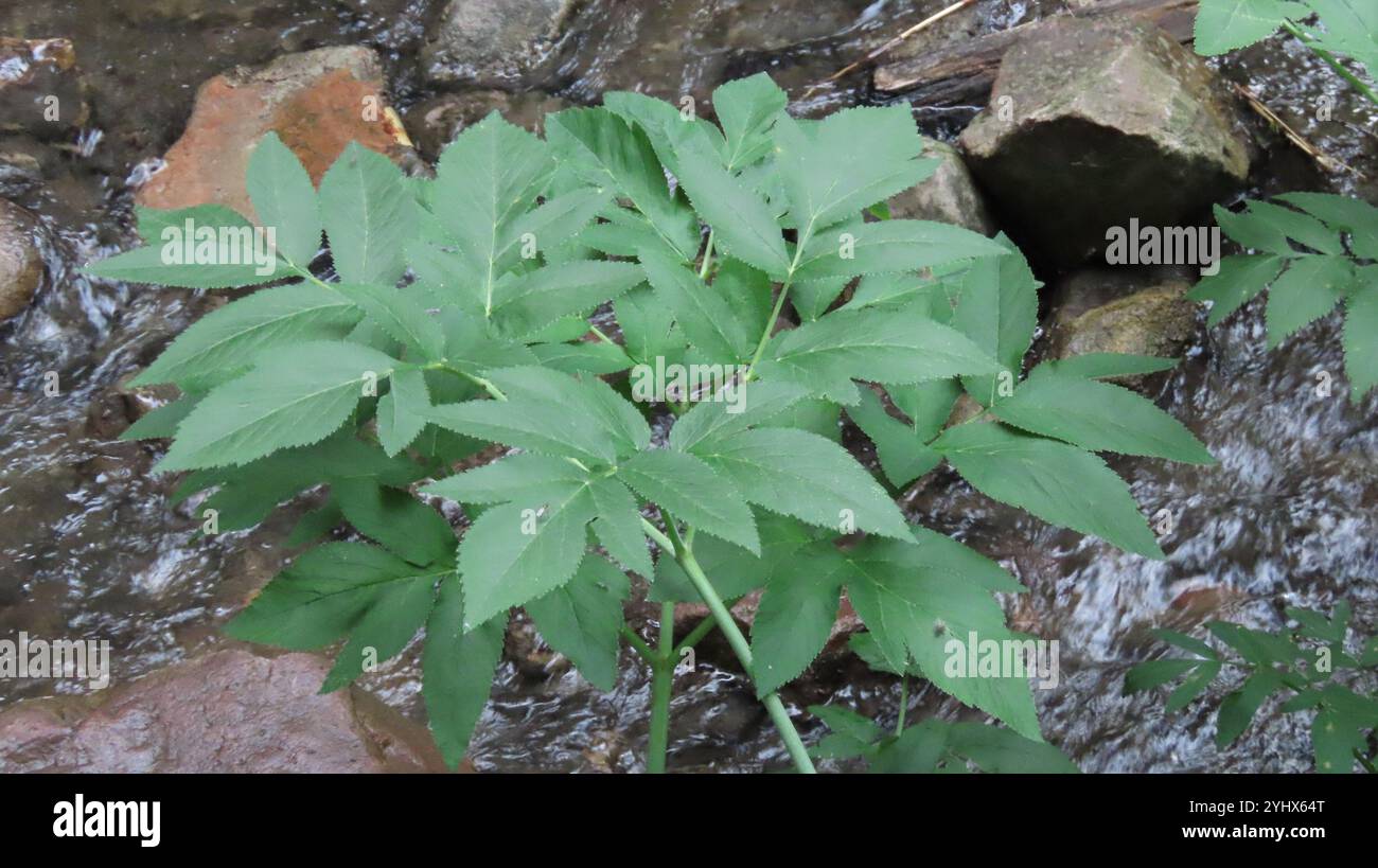 purple-stemmed angelica (Angelica atropurpurea Stock Photo - Alamy