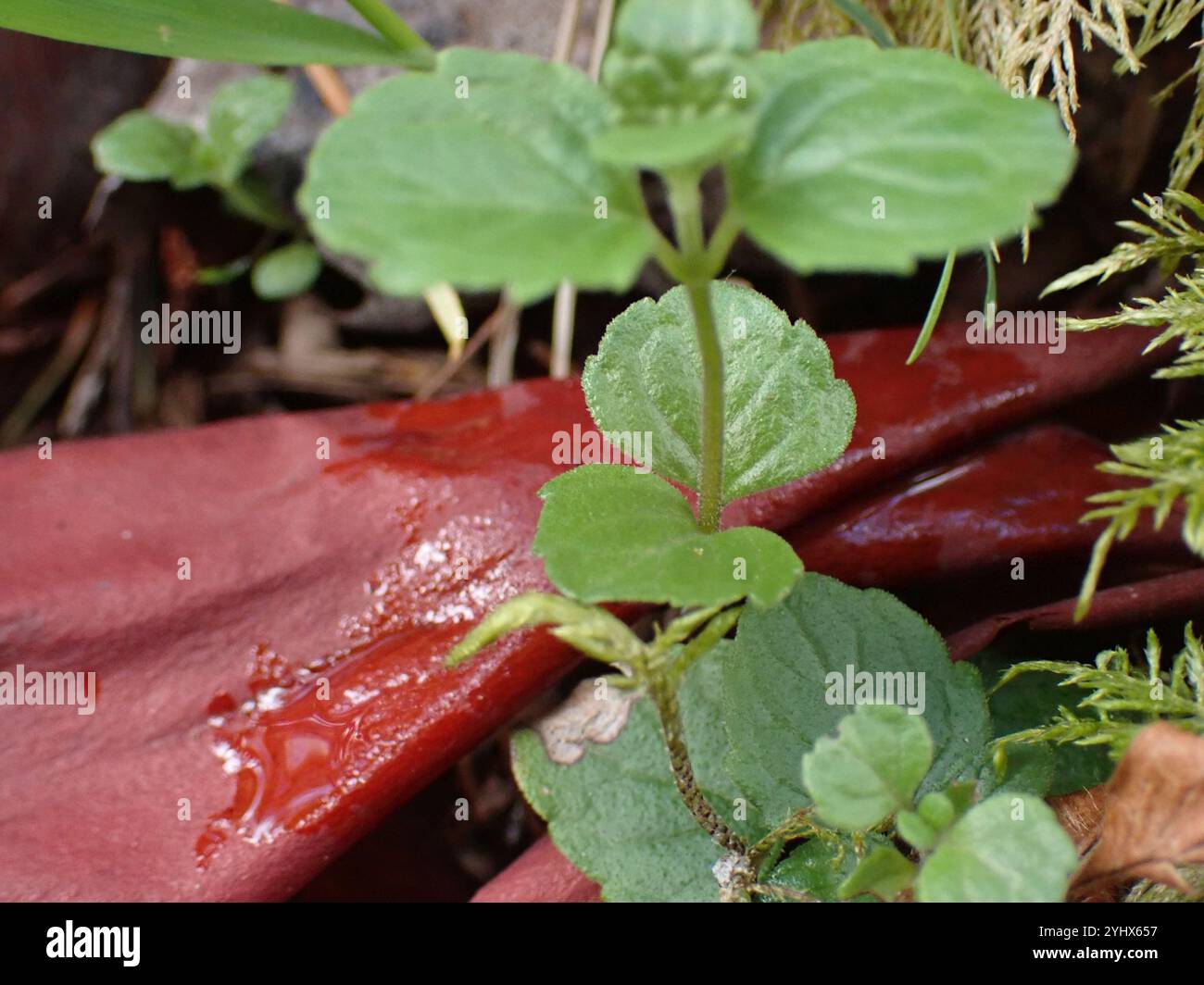 yerba buena (Clinopodium douglasii Stock Photo - Alamy