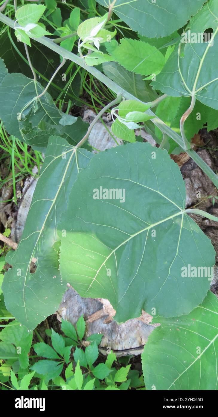 bigtooth aspen (Populus grandidentata Stock Photo - Alamy