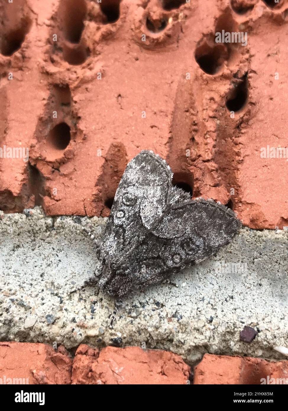 Brother Moth (Raphia frater Stock Photo - Alamy