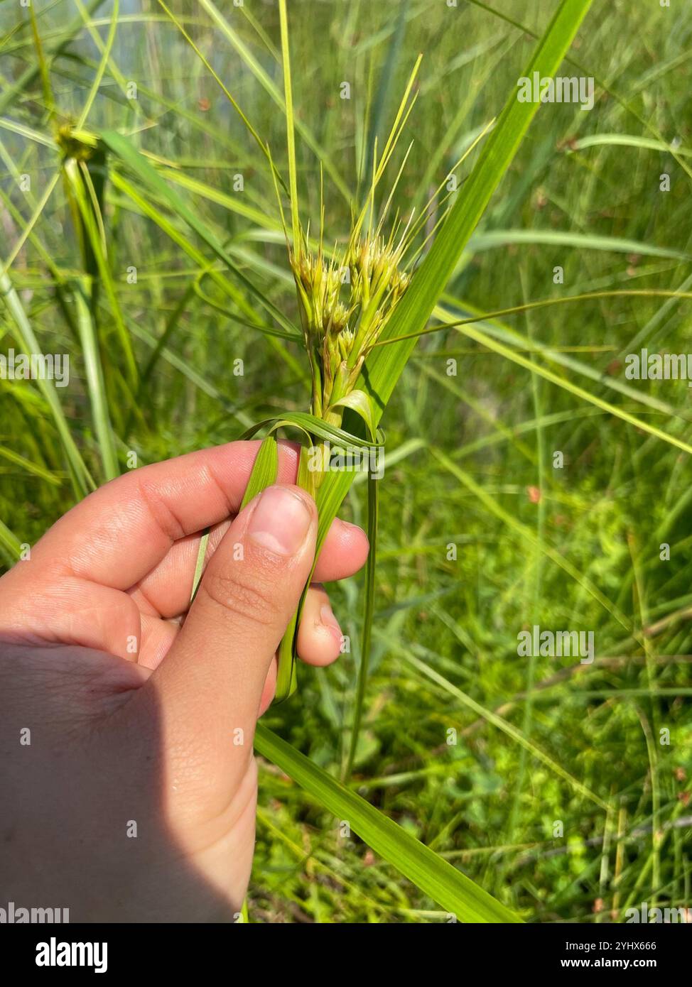 river bulrush (Bolboschoenus fluviatilis Stock Photo - Alamy