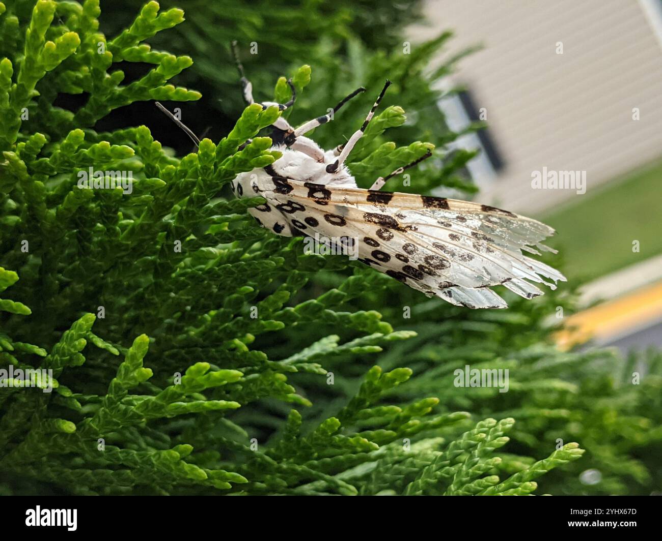 Giant Leopard Moth (Hypercompe scribonia Stock Photo - Alamy