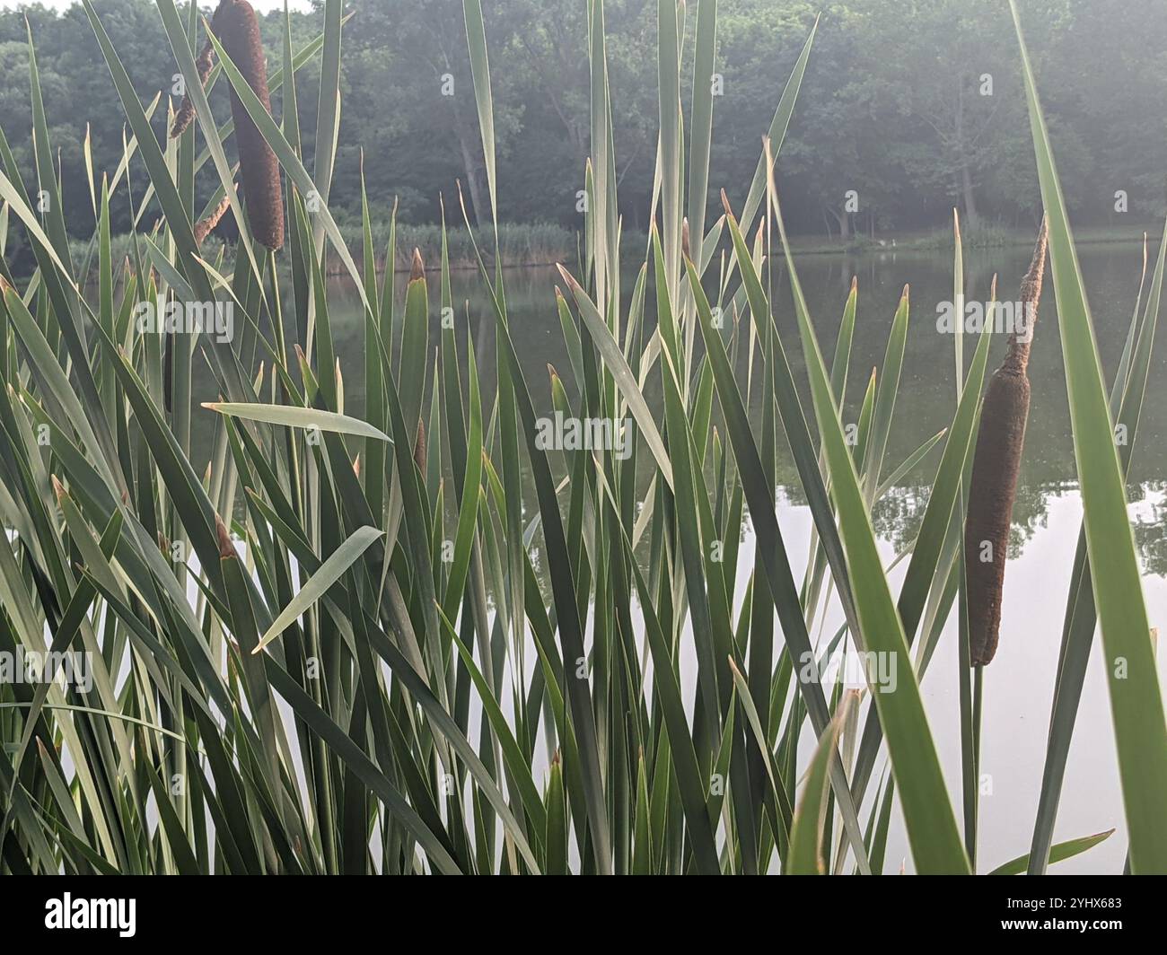 narrow-leaved cattail (Typha angustifolia Stock Photo - Alamy
