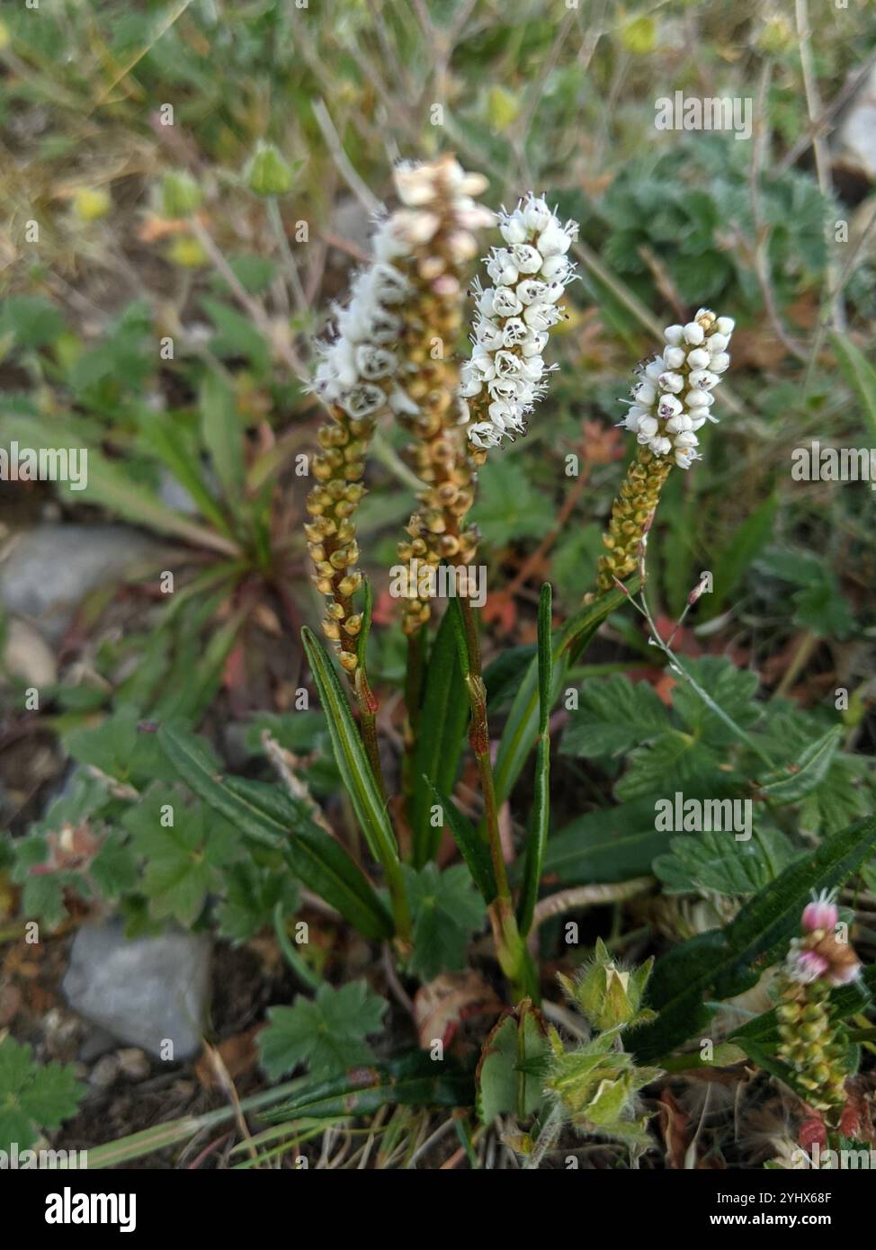 alpine bistort (Bistorta vivipara Stock Photo - Alamy