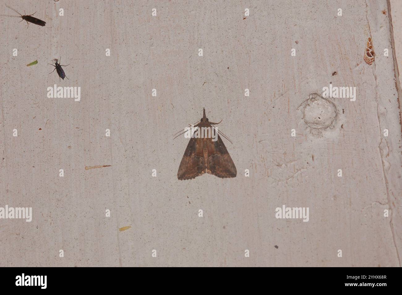 Green Cloverworm Moth (Hypena scabra Stock Photo - Alamy