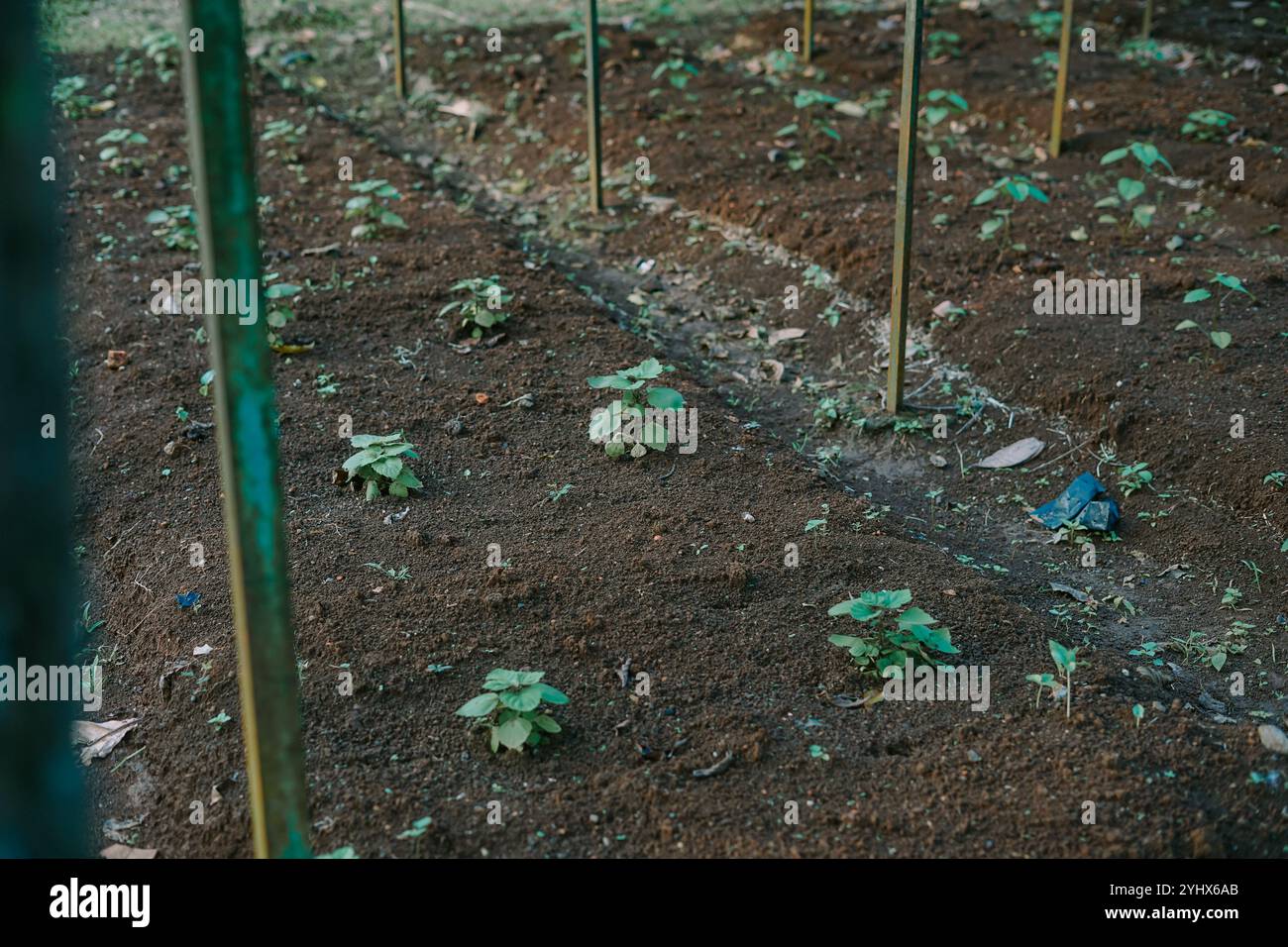 Coleus rotundifolius, synonyms Plectranthus rotundifolius and ...