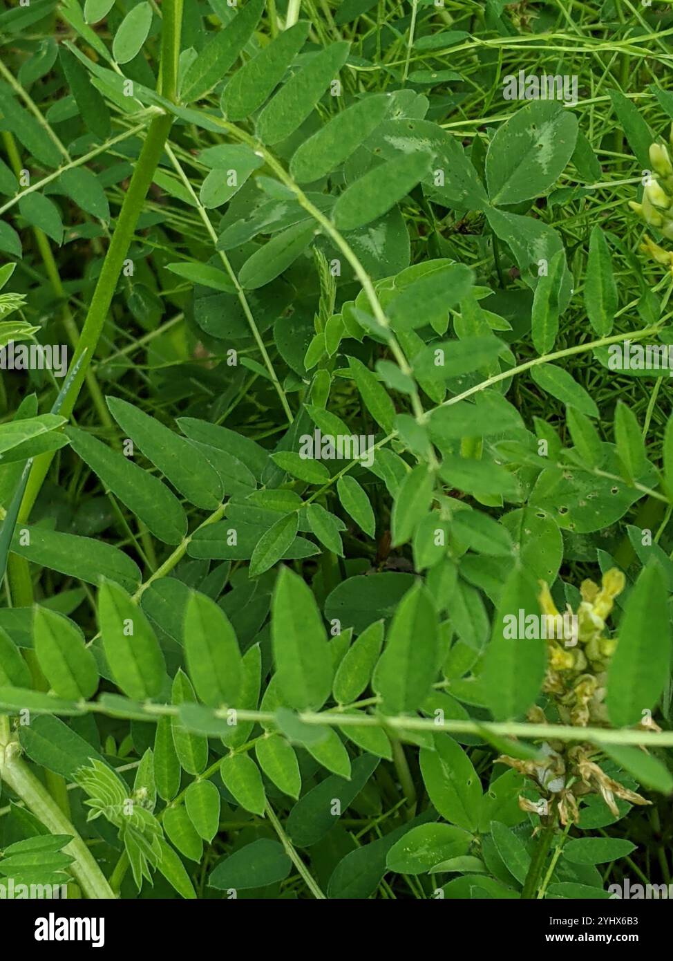 Chickpea Milkvetch (Astragalus cicer Stock Photo - Alamy