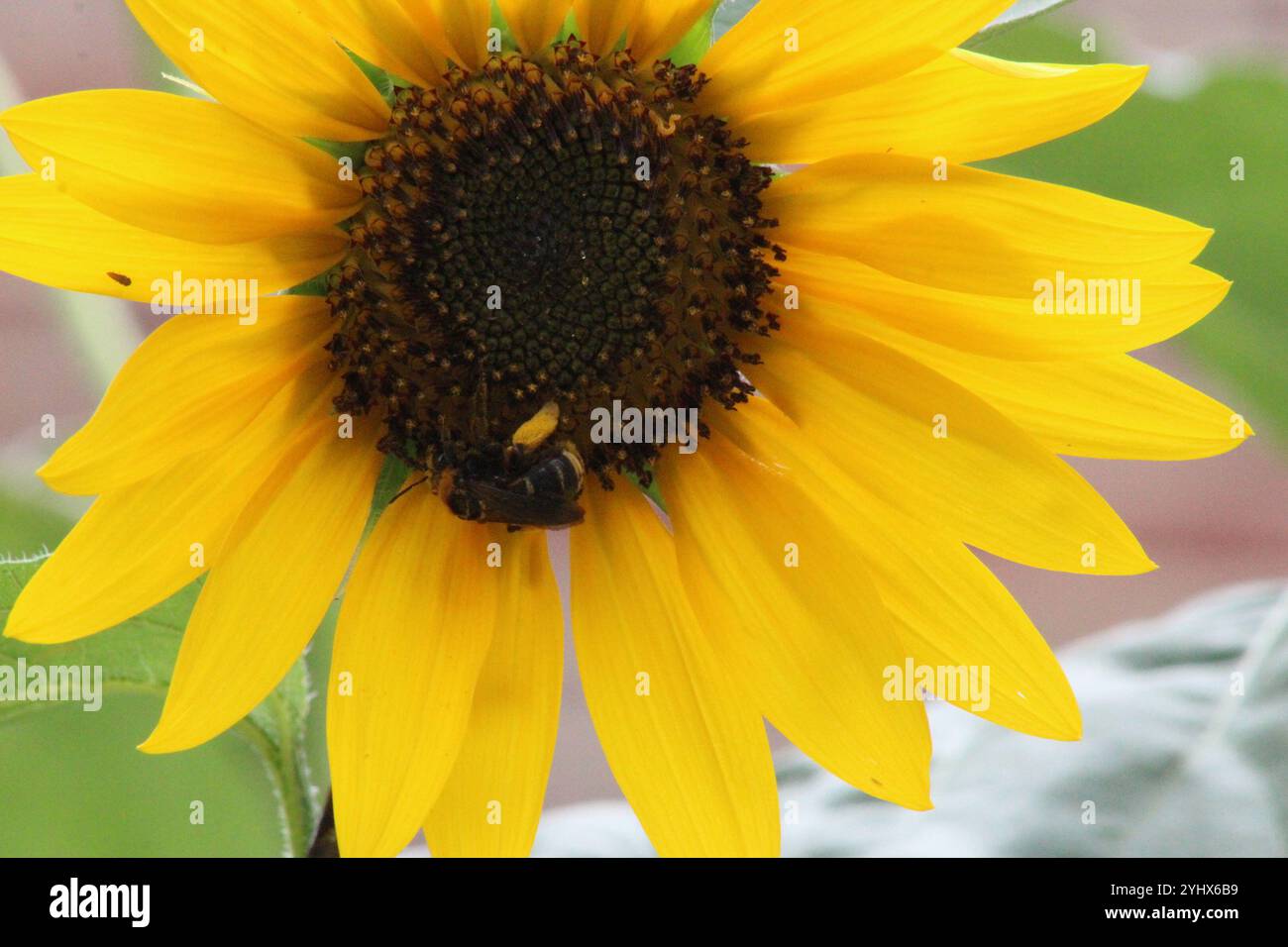Longhorn Bees (Eucerini Stock Photo - Alamy