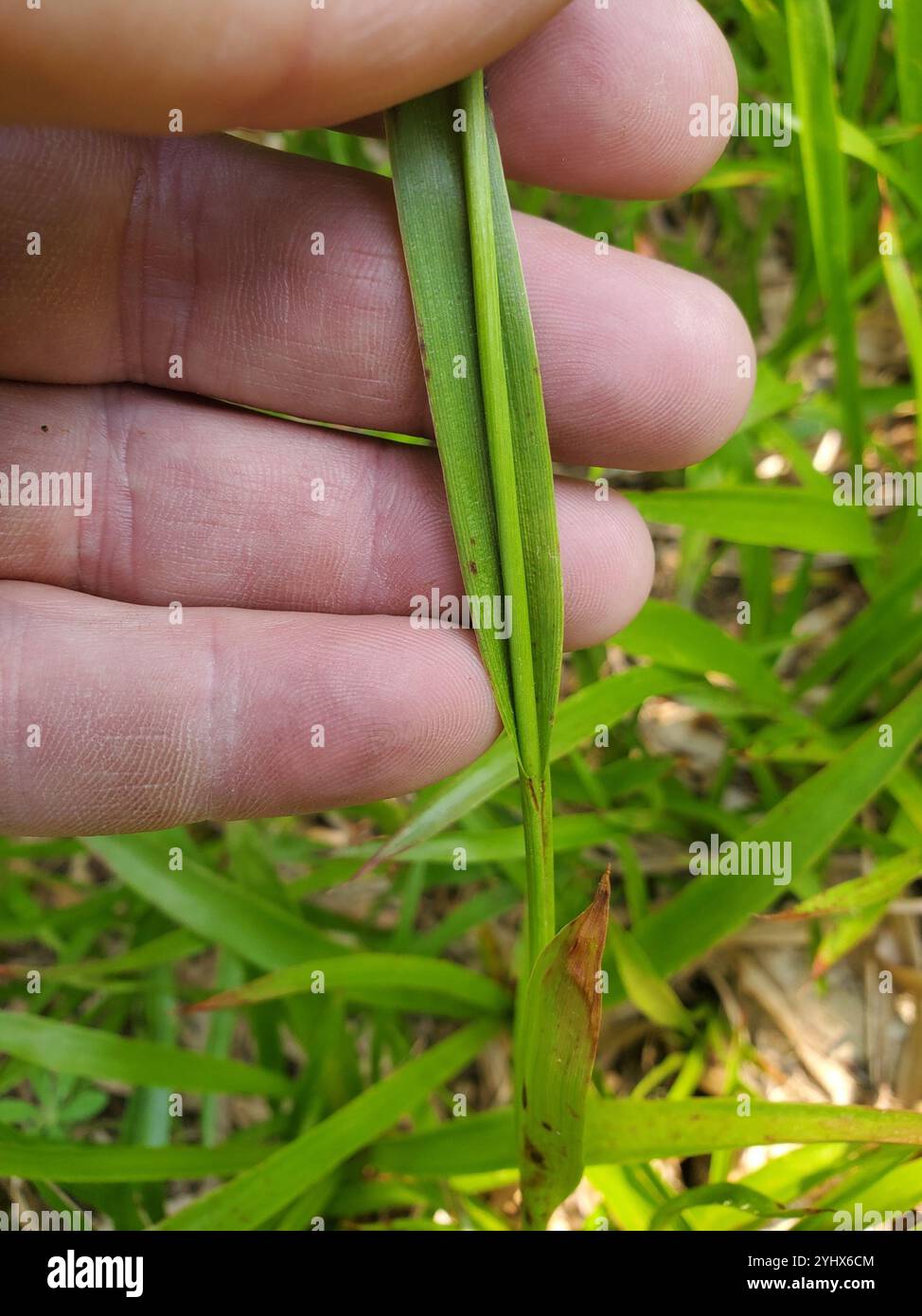 Small-flower Woodrush (Luzula parviflora Stock Photo - Alamy
