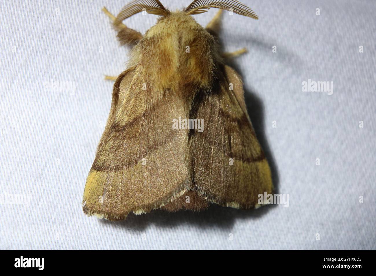 Forest Tent Caterpillar Moth (Malacosoma disstria Stock Photo - Alamy