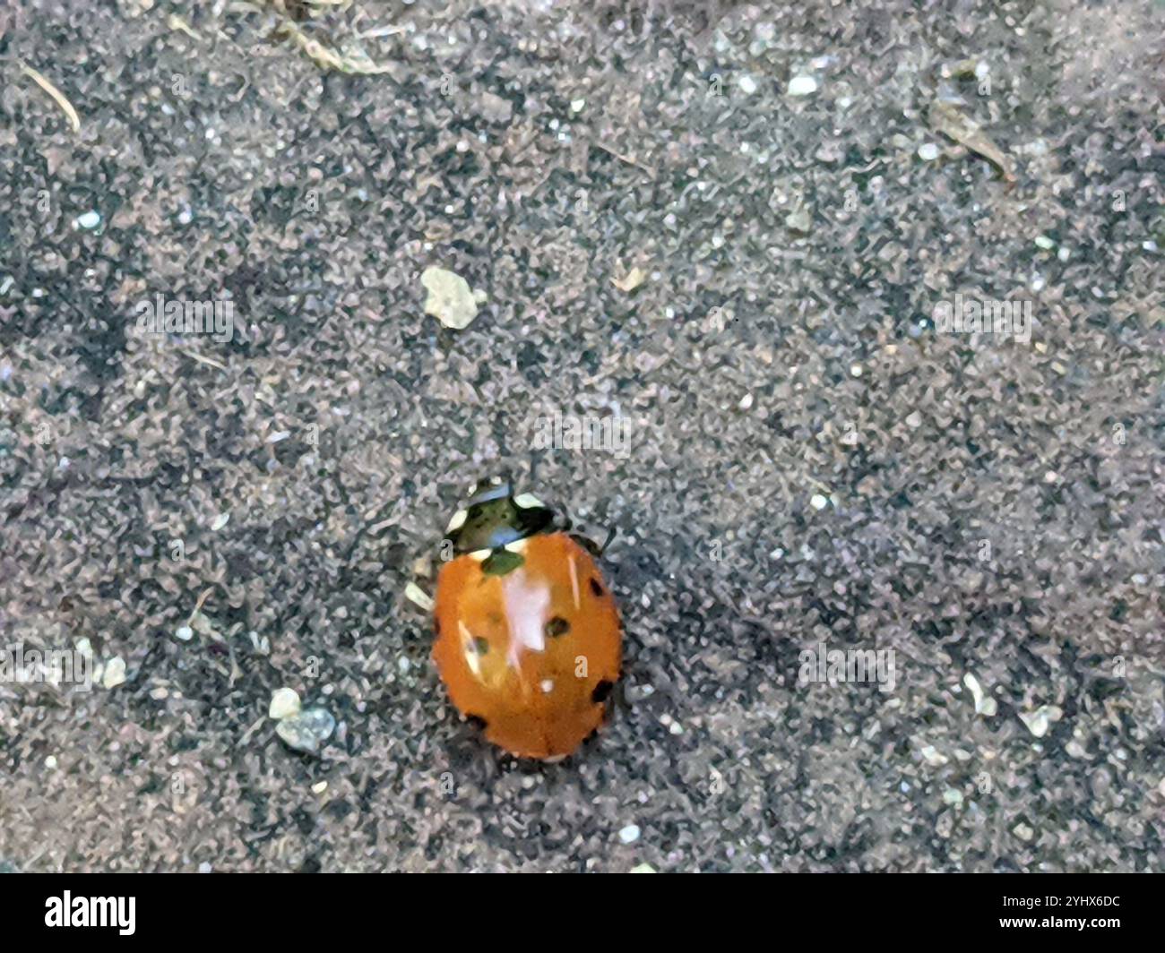 Seven-spotted Lady Beetle (Coccinella septempunctata Stock Photo - Alamy