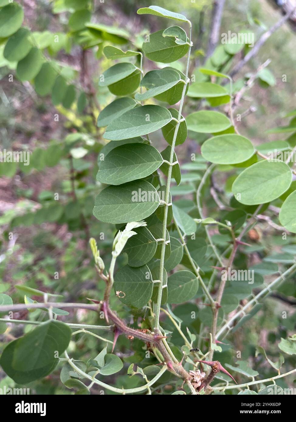 New Mexico locust (Robinia neomexicana Stock Photo - Alamy