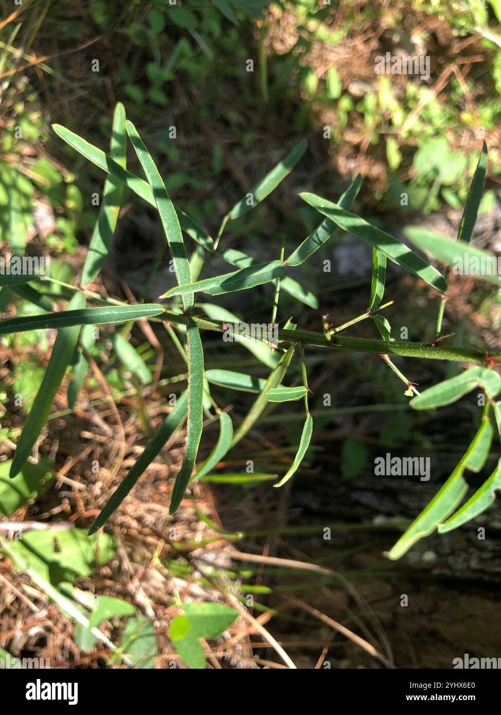 Pine Barren Ticktrefoil (Desmodium strictum Stock Photo - Alamy