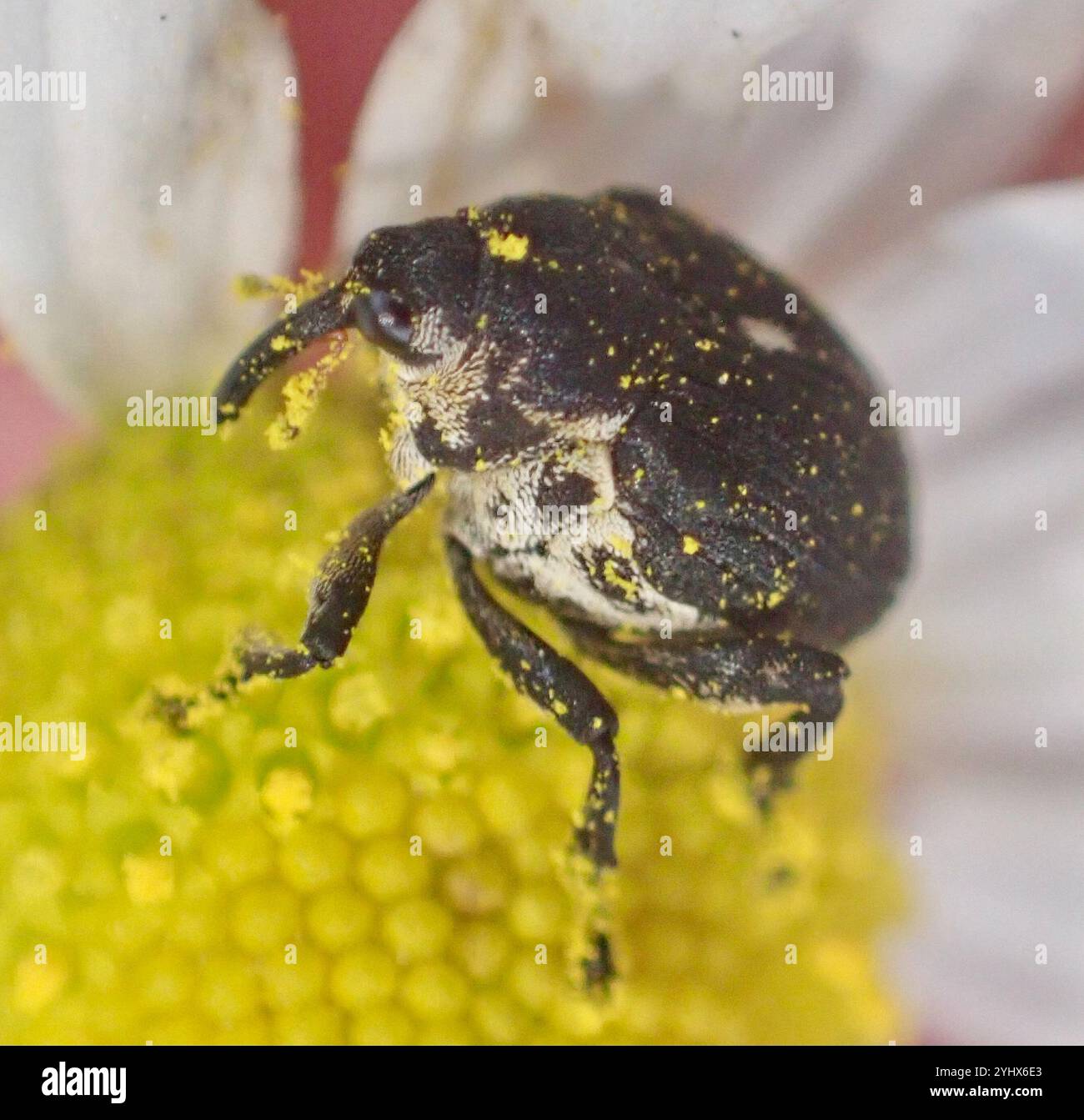 Iris weevil (Mononychus punctumalbum Stock Photo - Alamy