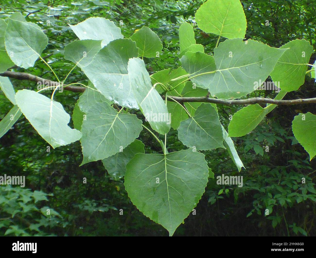 Eastern Cottonwood (Populus deltoides Stock Photo - Alamy