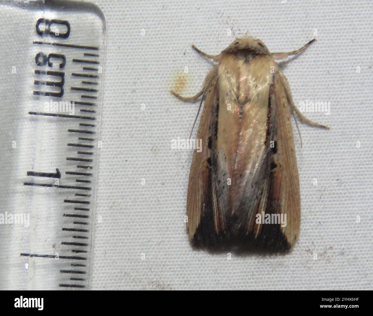 Cutworm Moths and Allies (Noctuidae Stock Photo - Alamy