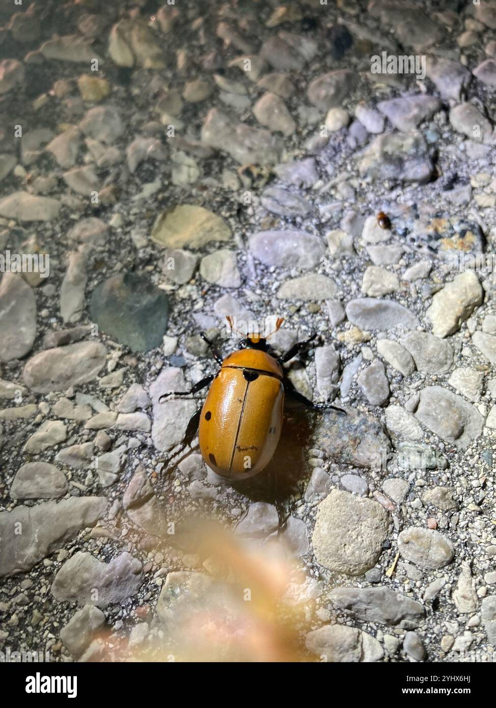 Grapevine Beetle (Pelidnota punctata Stock Photo - Alamy