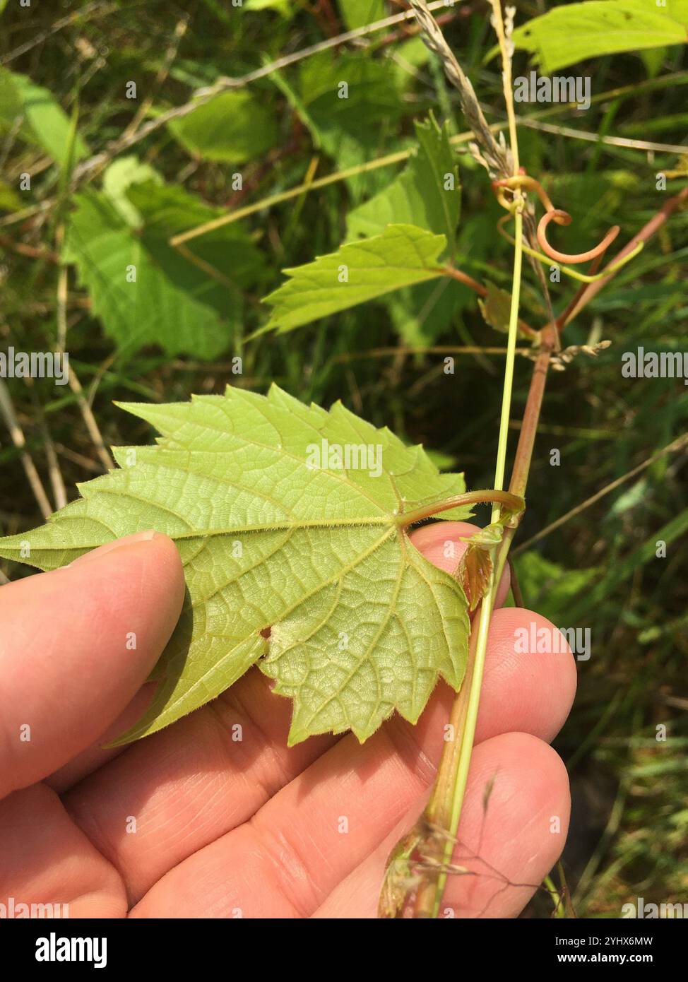 riverbank grape (Vitis riparia Stock Photo - Alamy
