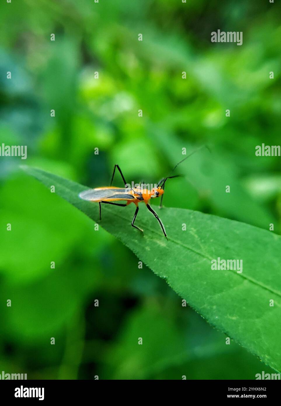 Red Bull Assassin Bug (Repipta taurus Stock Photo - Alamy