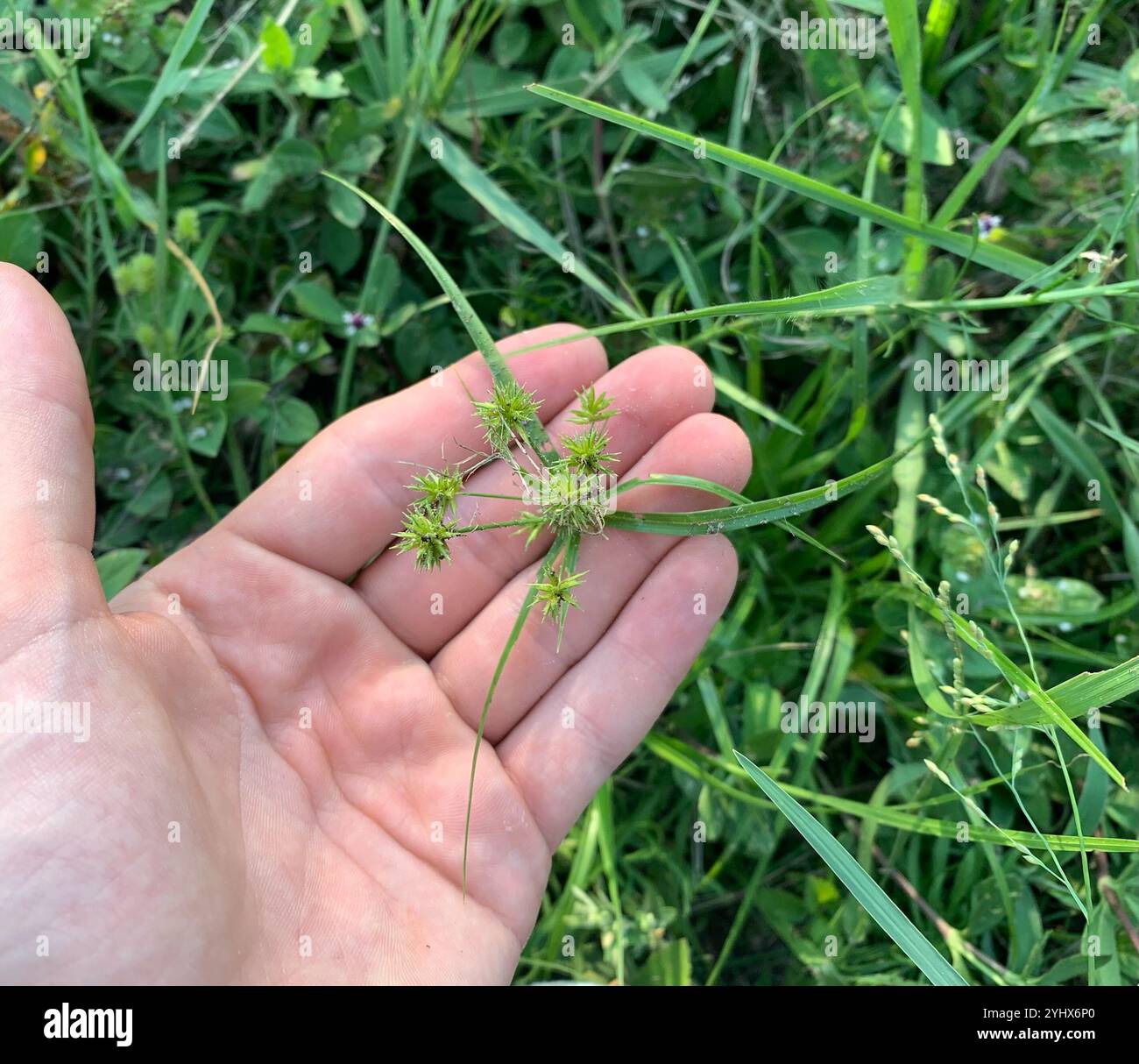 Baldwin's Flatsedge (Cyperus croceus Stock Photo - Alamy