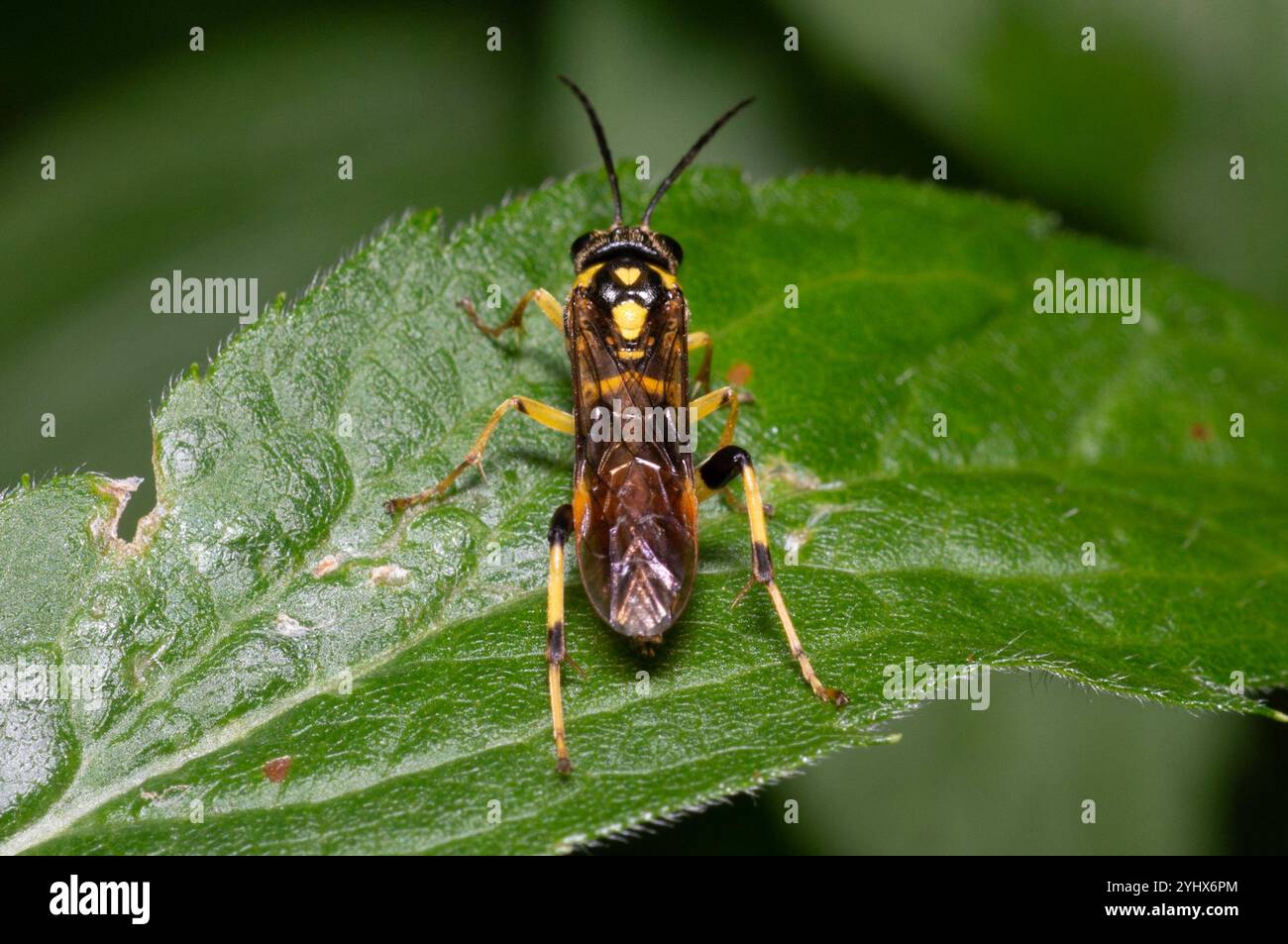 Common Sawflies (Tenthredinidae Stock Photo - Alamy