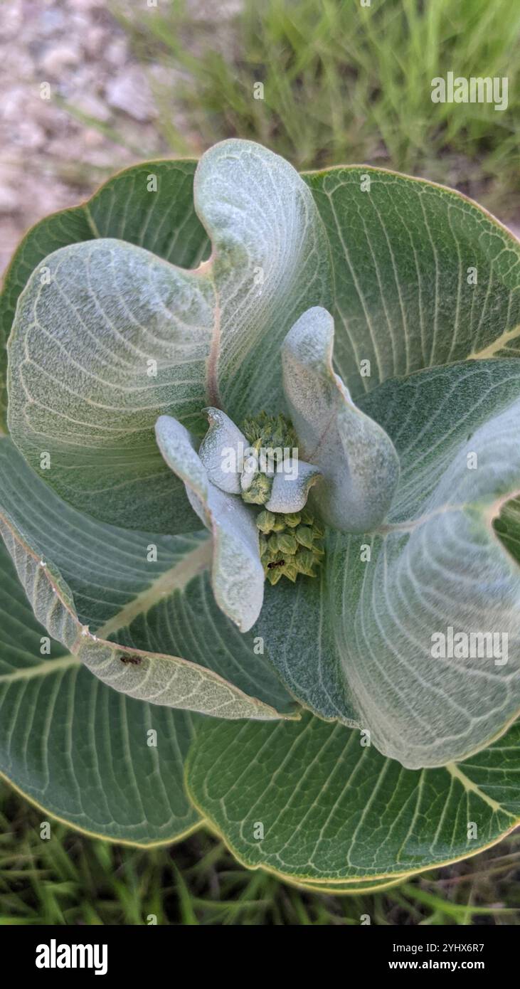 broadleaf milkweed (Asclepias latifolia Stock Photo - Alamy