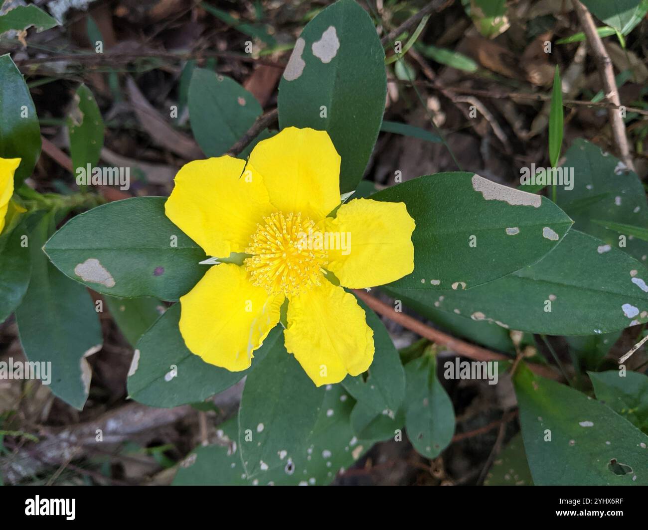 Climbing Guinea flower (Hibbertia scandens Stock Photo - Alamy
