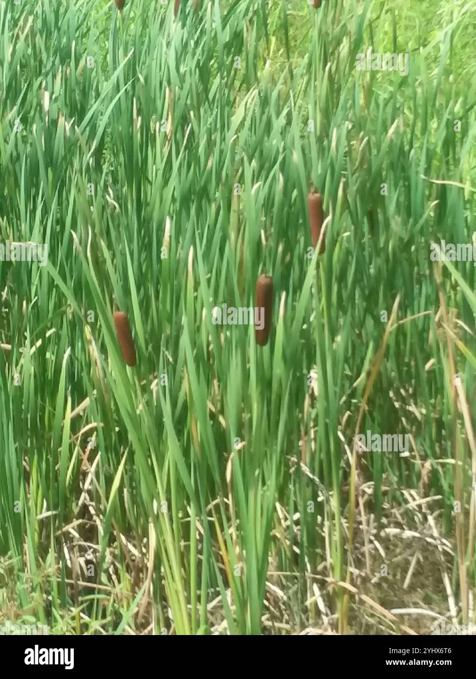 southern cattail (Typha domingensis Stock Photo - Alamy