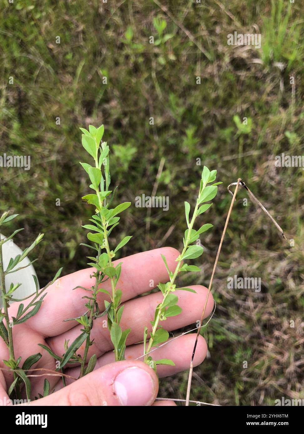 Smallfruit Primrose-Willow (Ludwigia microcarpa Stock Photo - Alamy