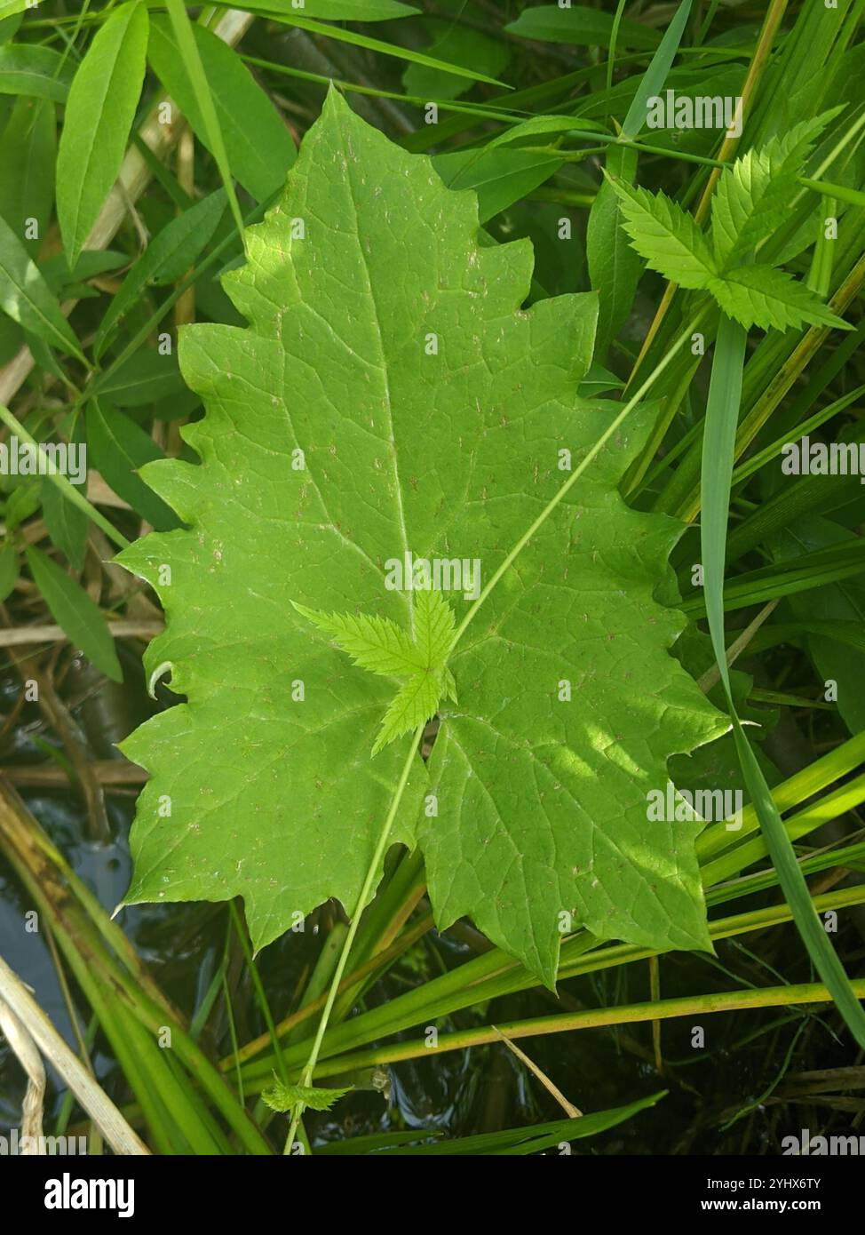 Arctic Butterbur (Petasites frigidus Stock Photo - Alamy