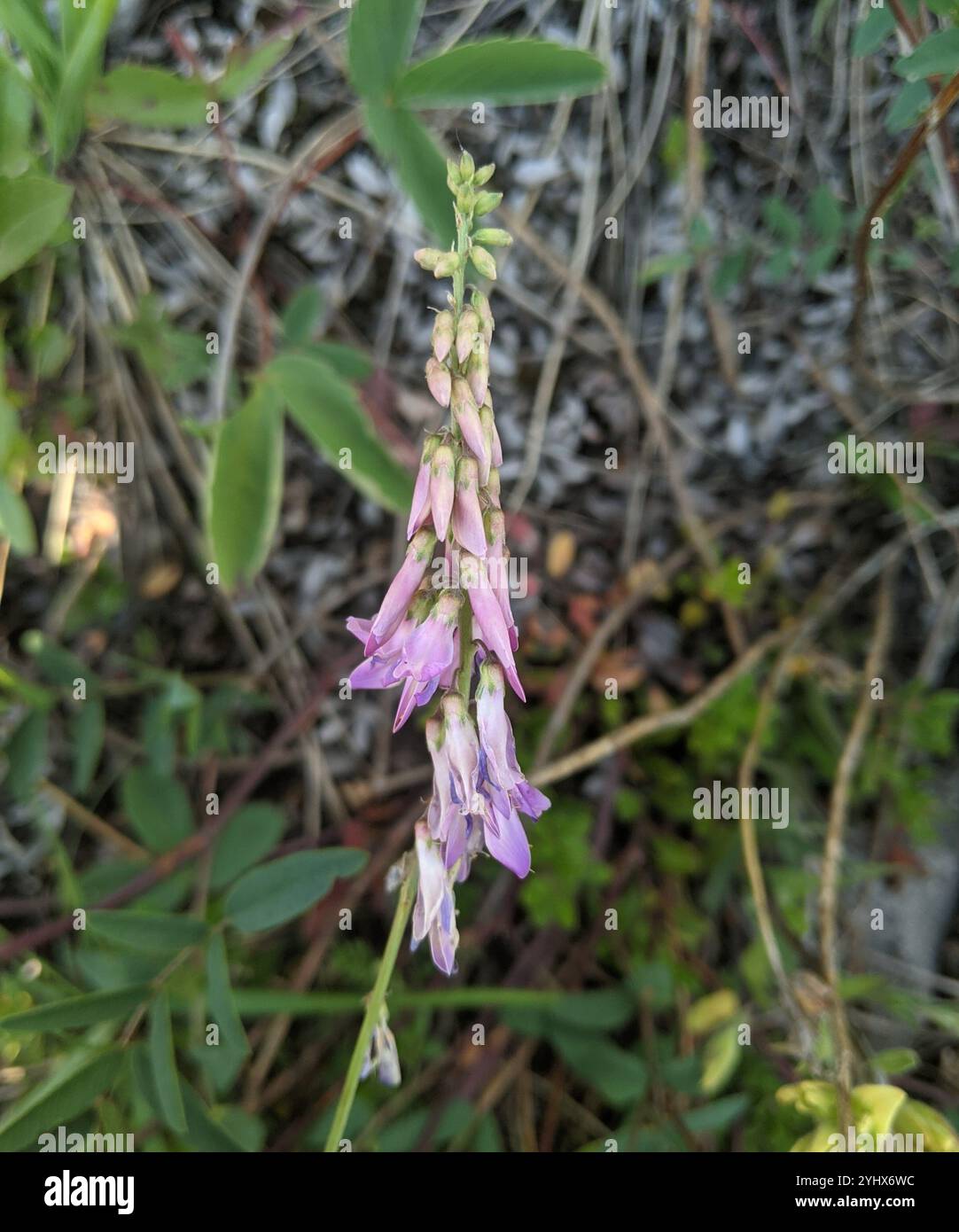 Alpine Sweet-vetch (Hedysarum alpinum Stock Photo - Alamy