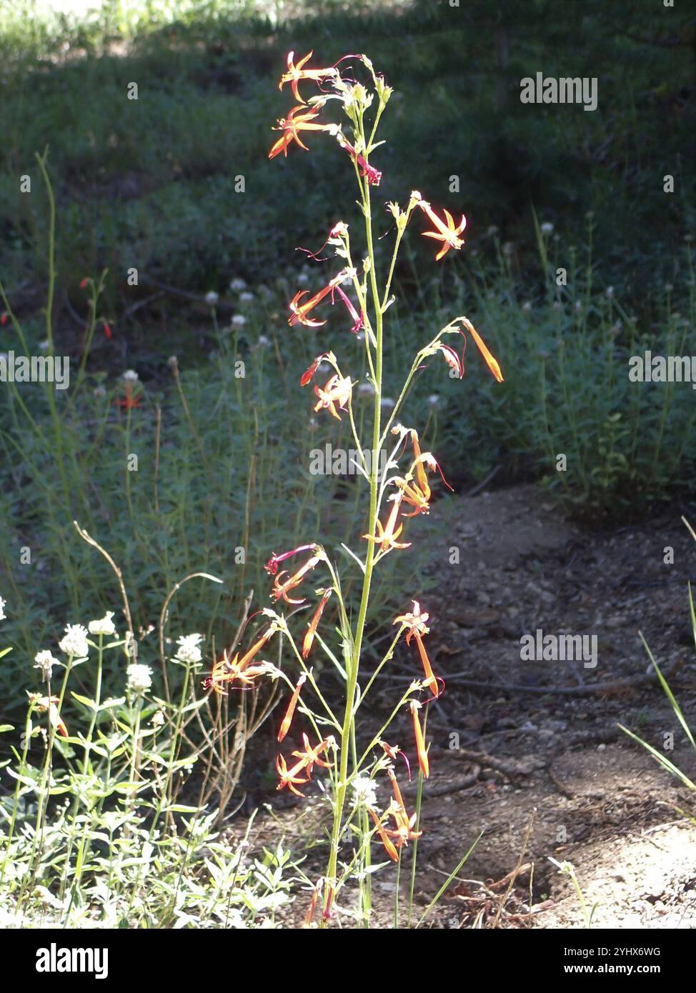 Scarlet Gilia (Ipomopsis aggregata Stock Photo - Alamy