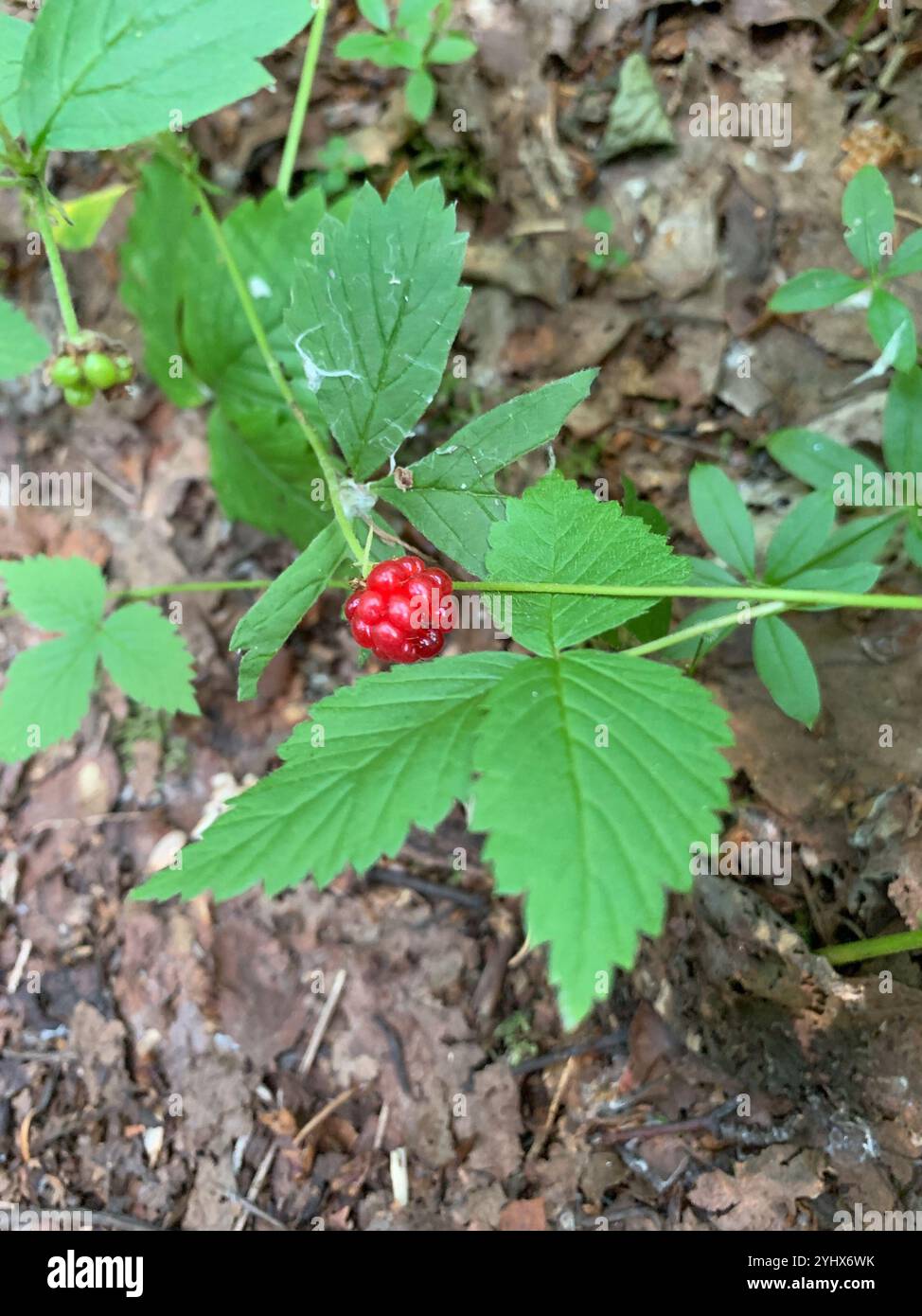 dwarf raspberry (Rubus pubescens Stock Photo - Alamy