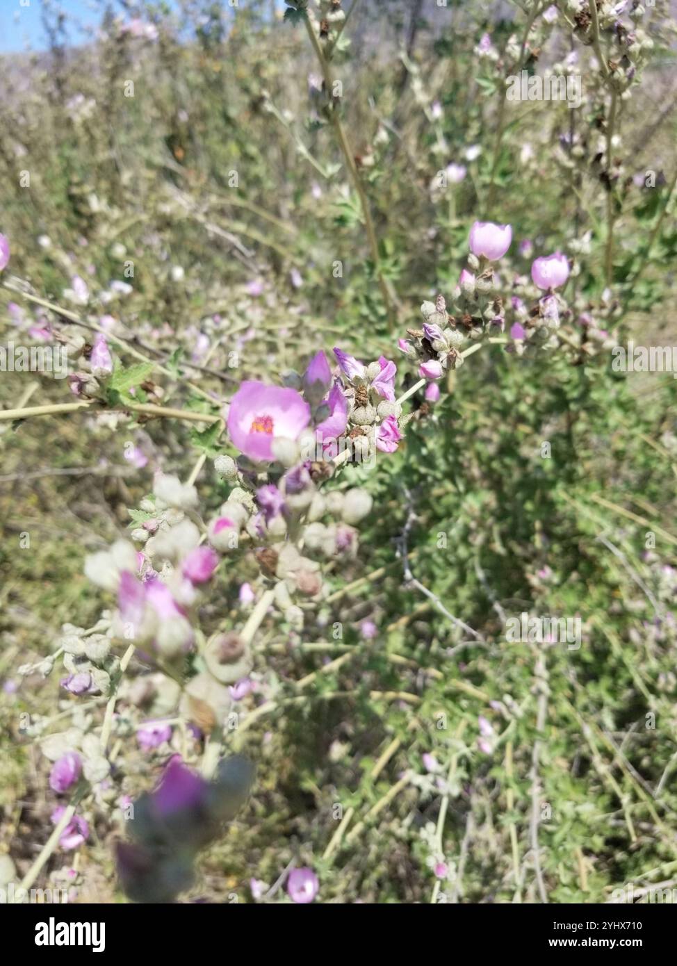 southern coastal bushmallow (Malacothamnus fasciculatus Stock Photo - Alamy