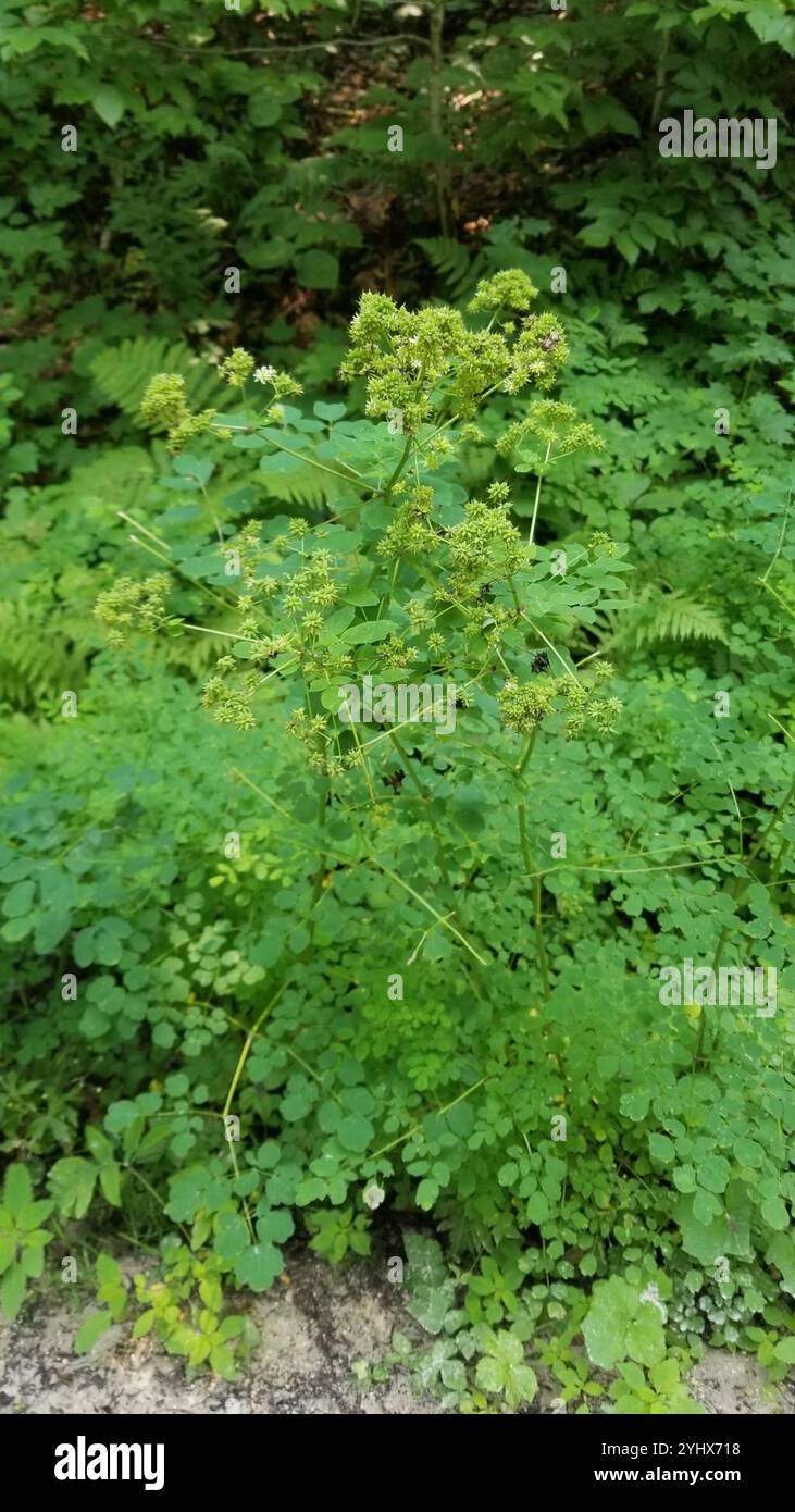 tall meadow-rue (Thalictrum pubescens Stock Photo - Alamy
