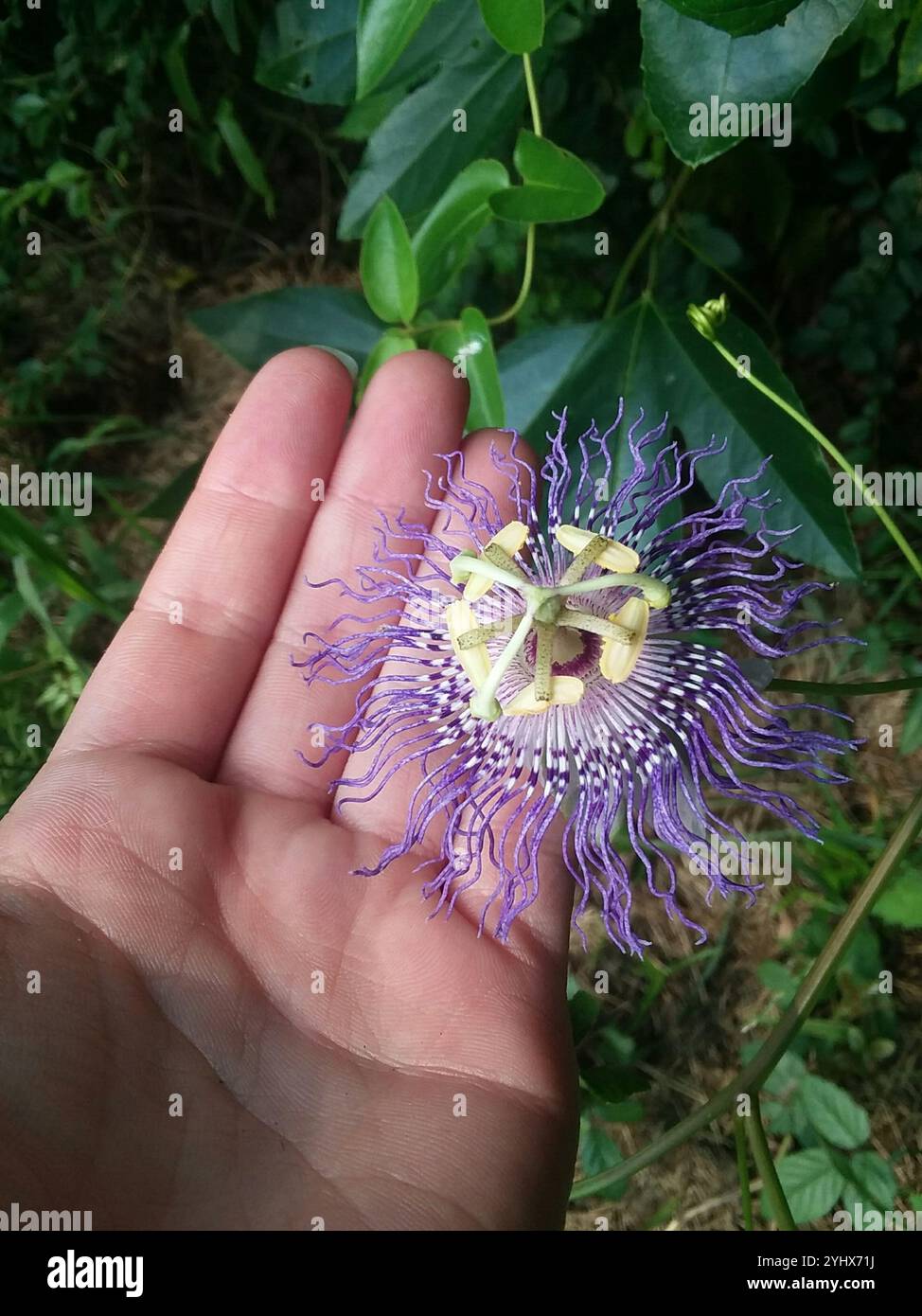 purple passionflower (Passiflora incarnata Stock Photo - Alamy