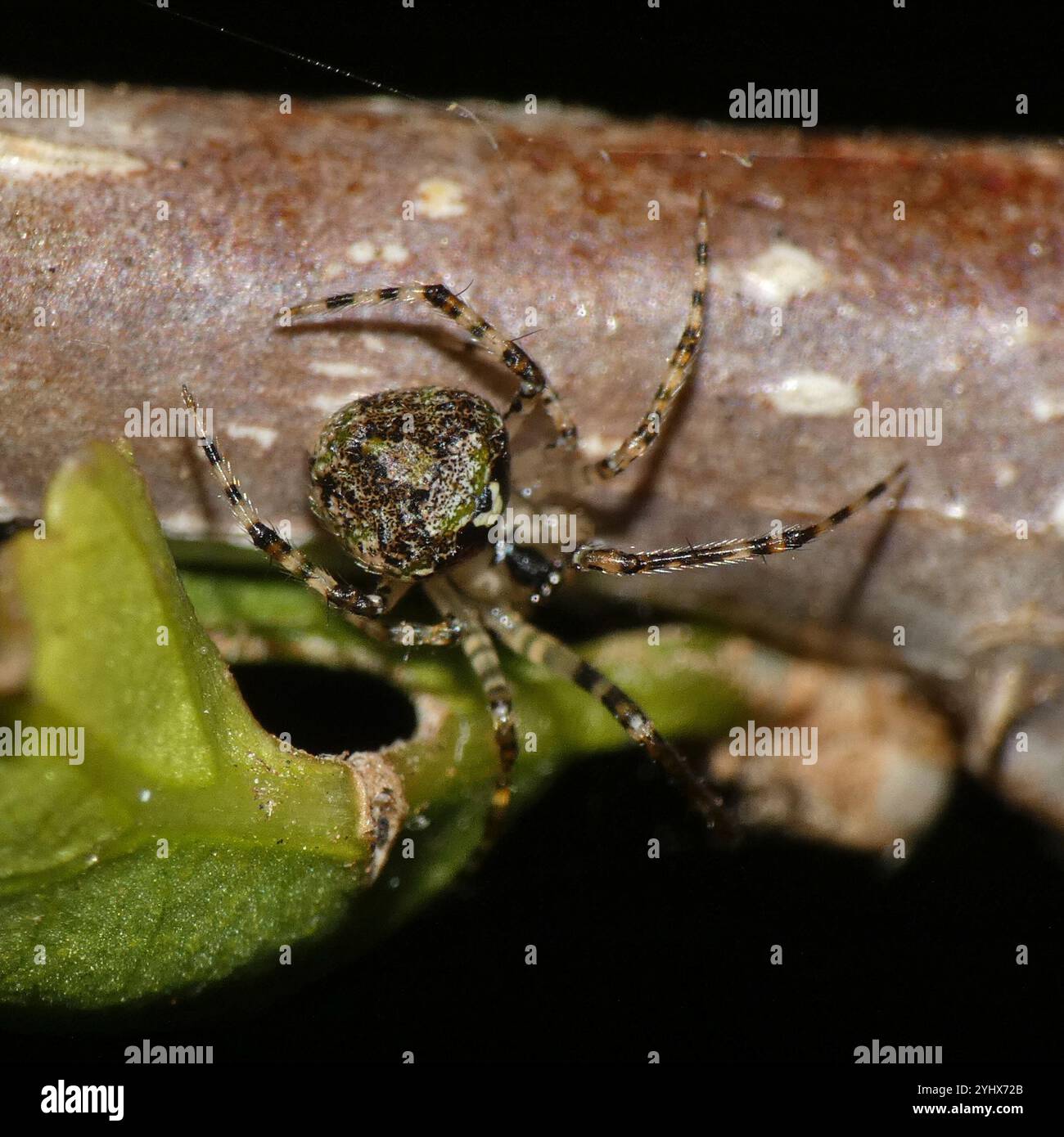 Mimetus hi-res stock photography and images - Alamy