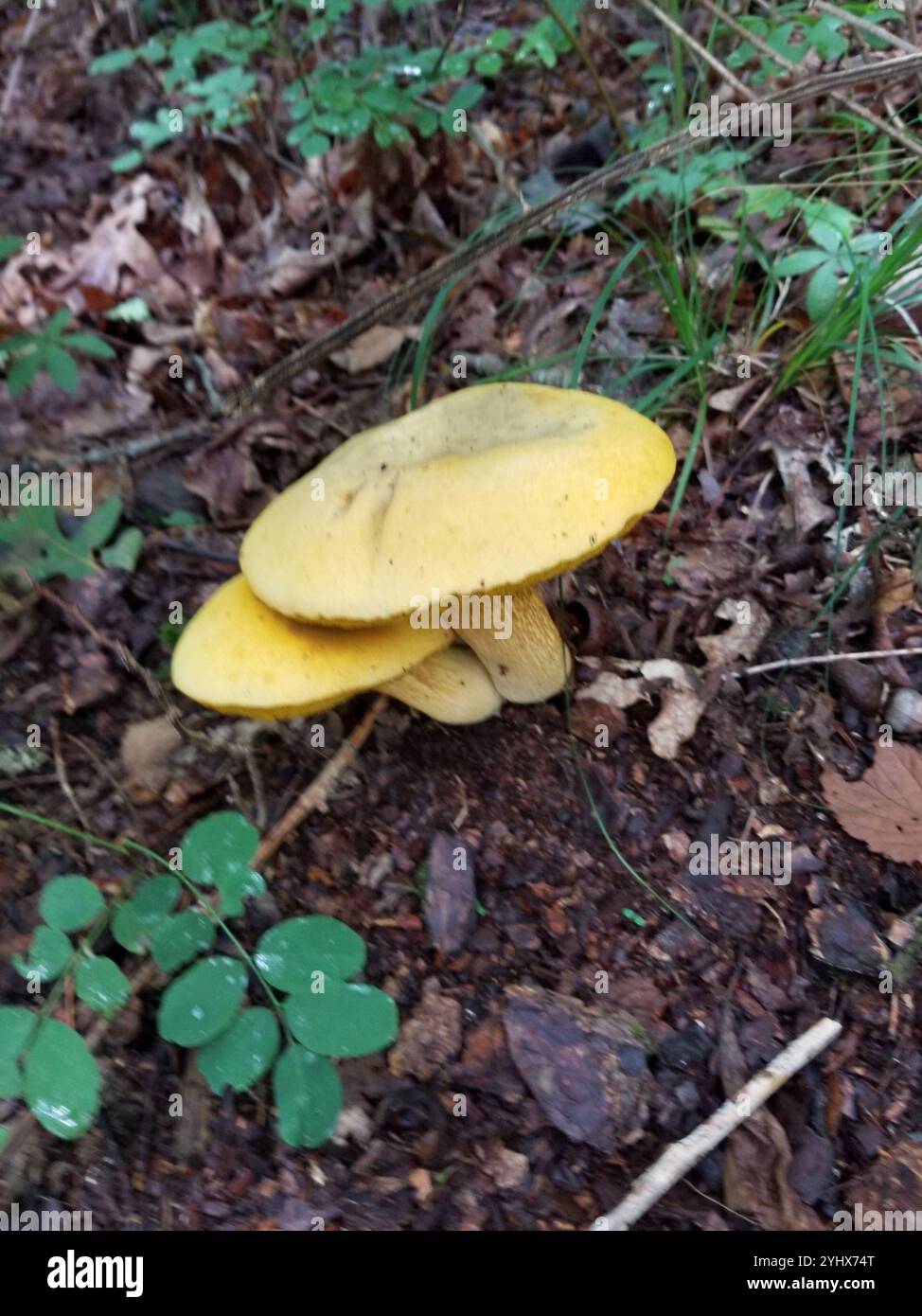 Ornate-stalked bolete (Retiboletus ornatipes Stock Photo - Alamy