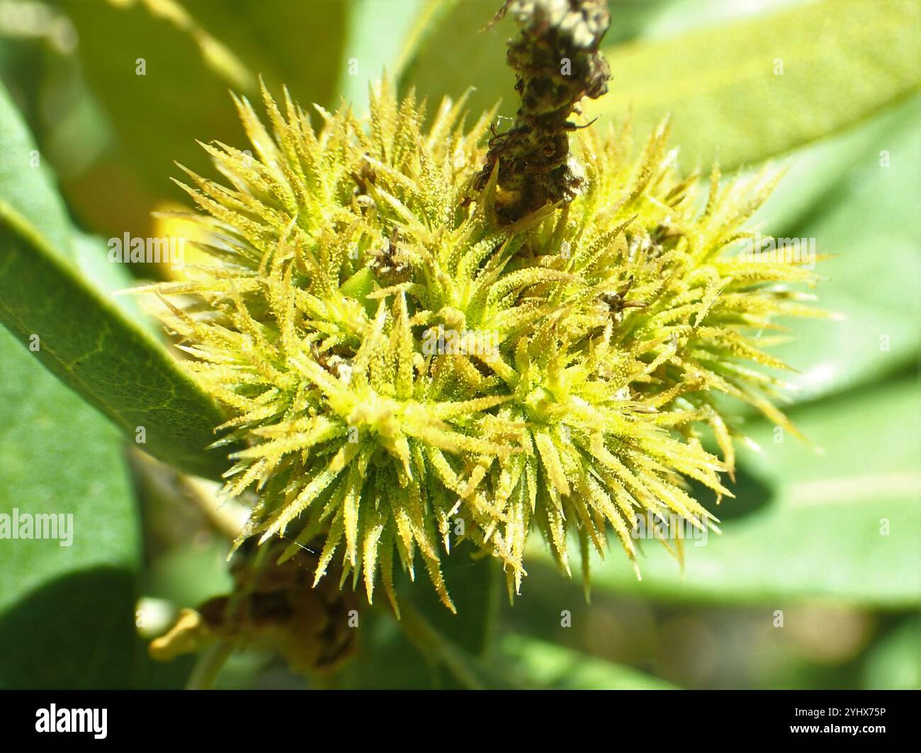 bush chinquapin (Chrysolepis sempervirens Stock Photo - Alamy