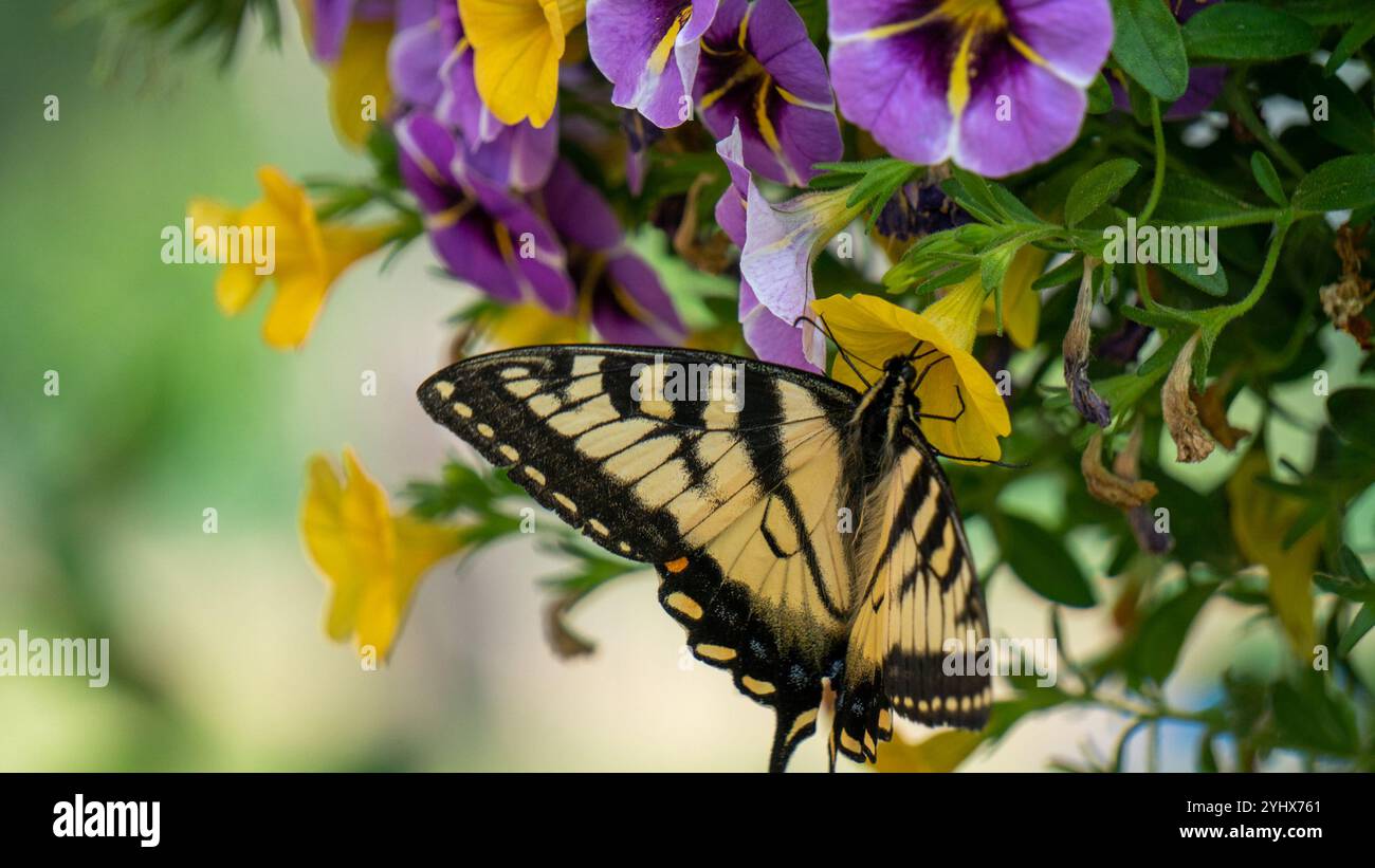 Canadian Tiger Swallowtail (Papilio canadensis Stock Photo - Alamy