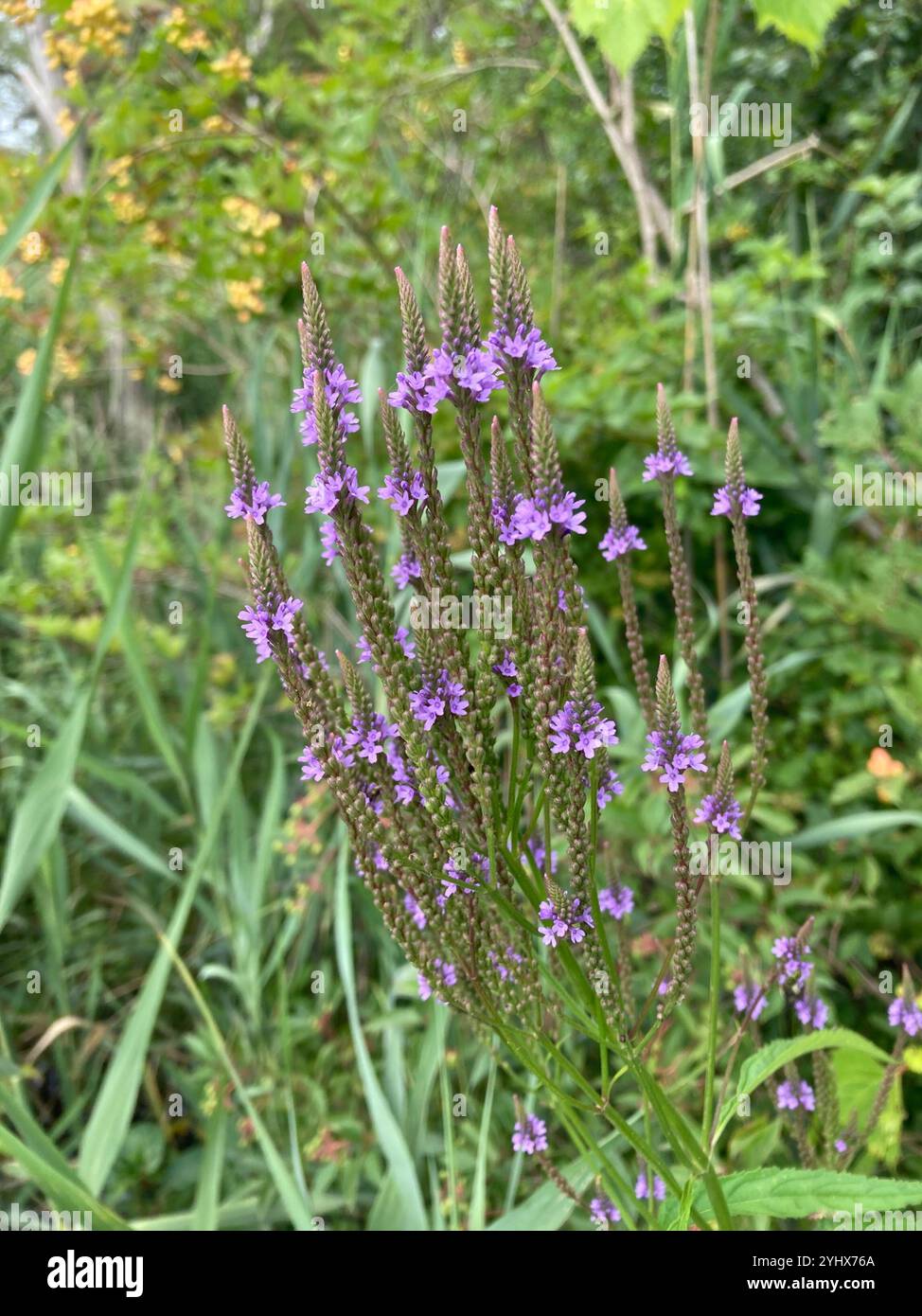 blue vervain (Verbena hastata Stock Photo - Alamy