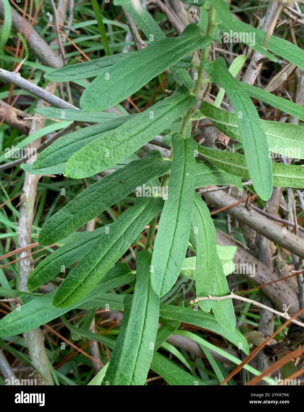 Rolfs' Milkweed (Asclepias tuberosa rolfsii Stock Photo - Alamy