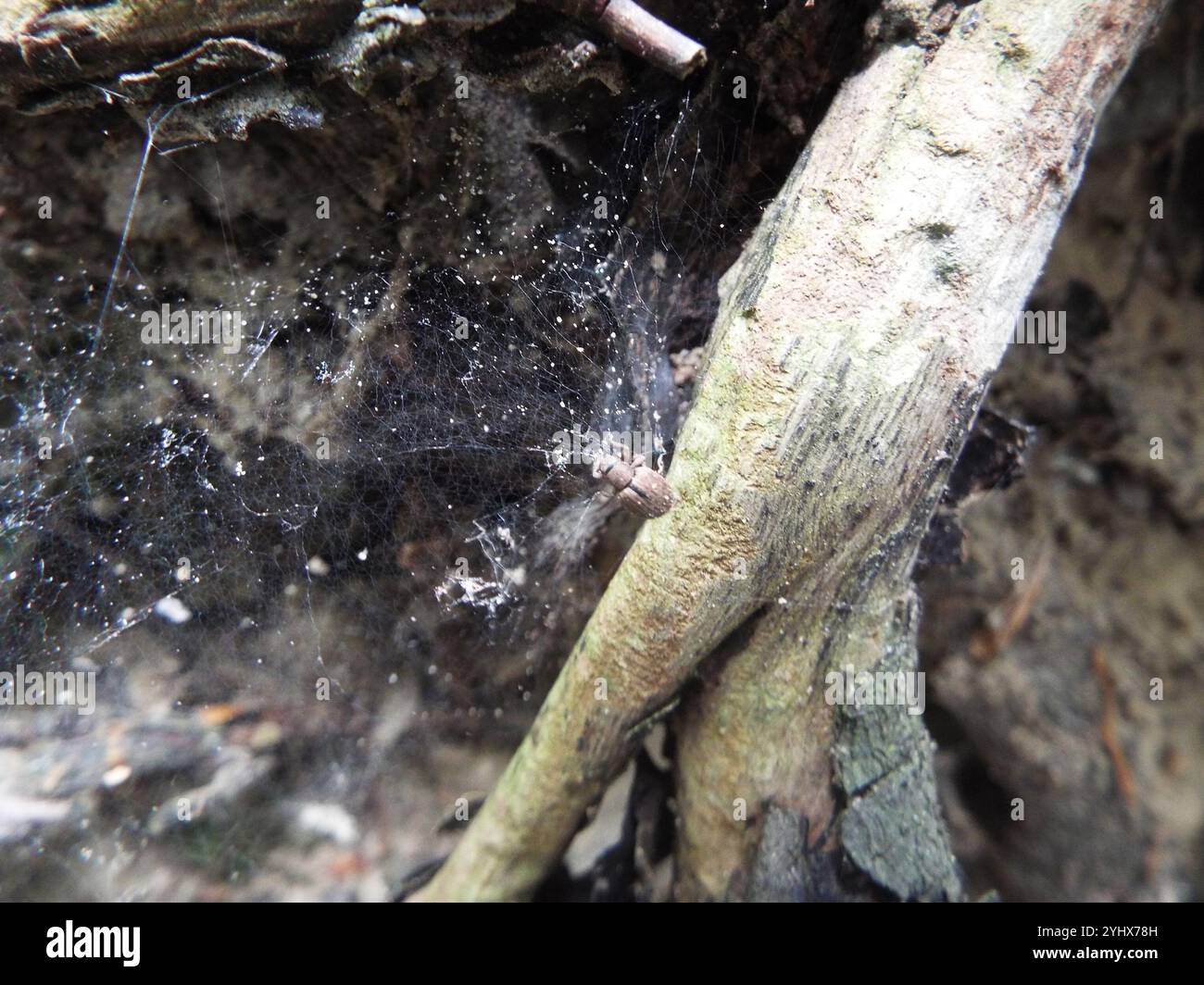 Broad-nosed Weevils (Entiminae Stock Photo - Alamy