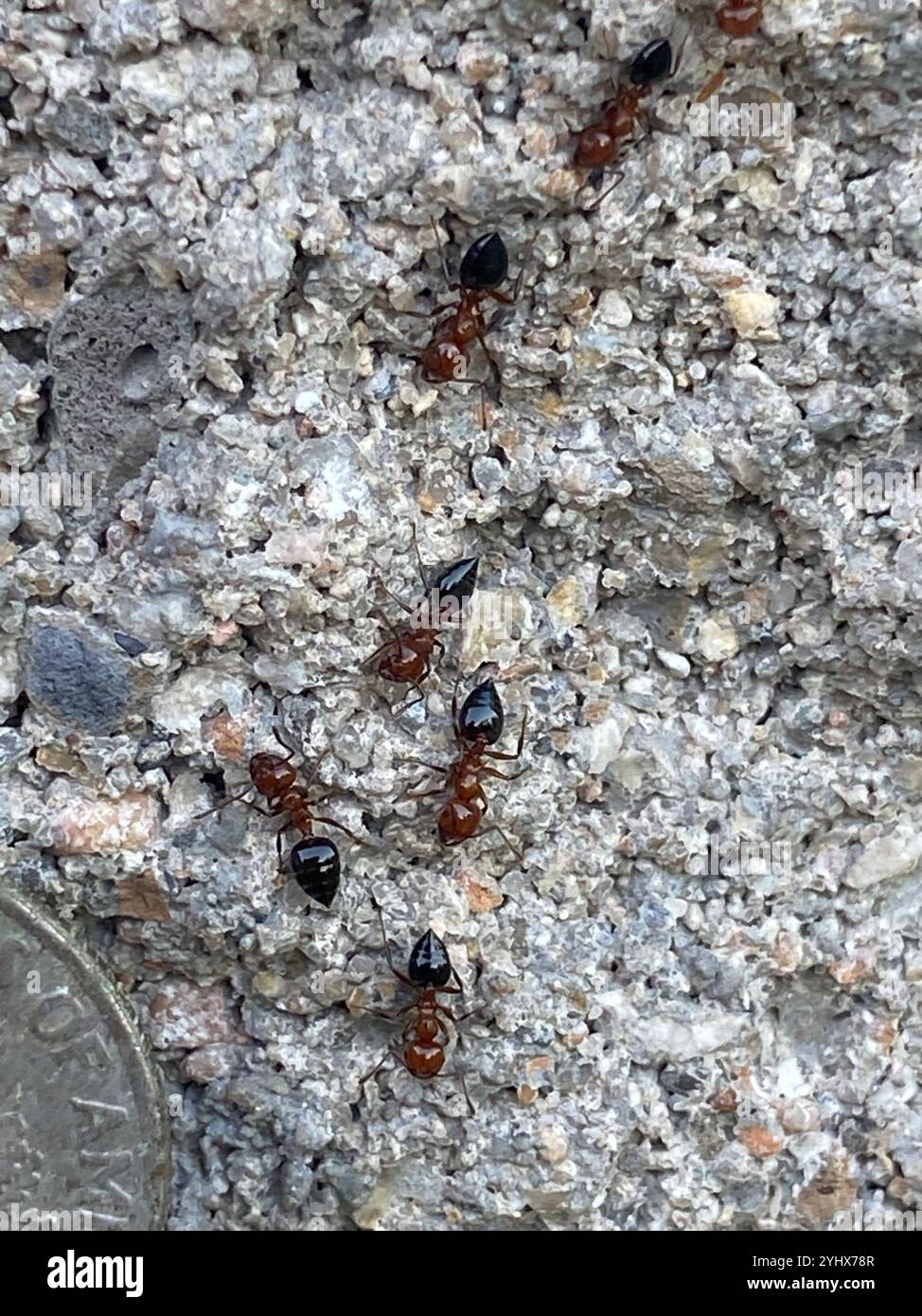 Shiny Acrobat Ant (Crematogaster laeviuscula Stock Photo - Alamy