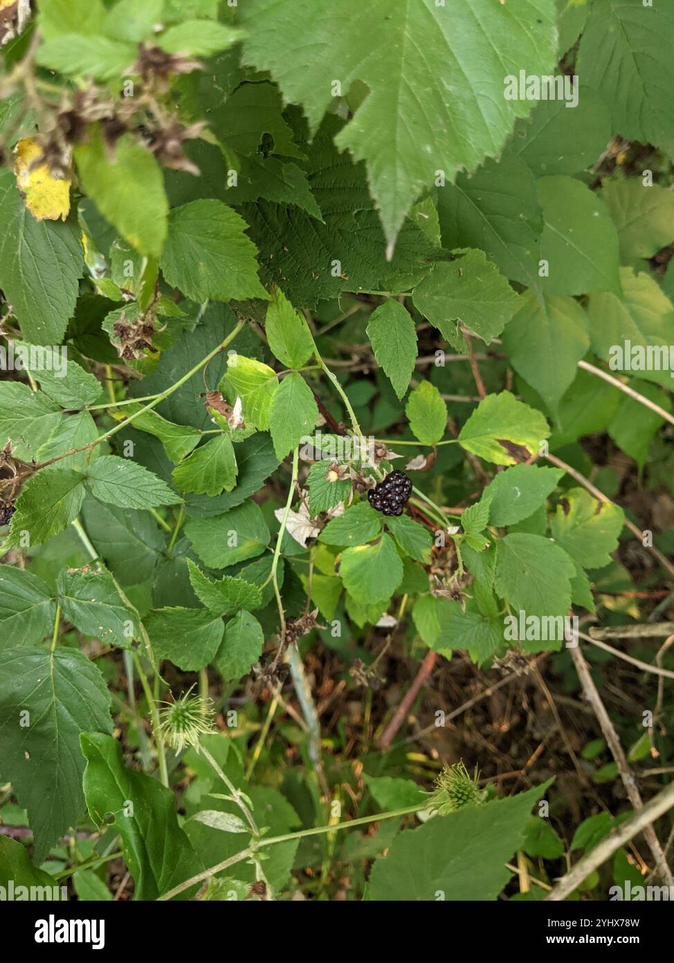 black raspberry (Rubus occidentalis Stock Photo - Alamy