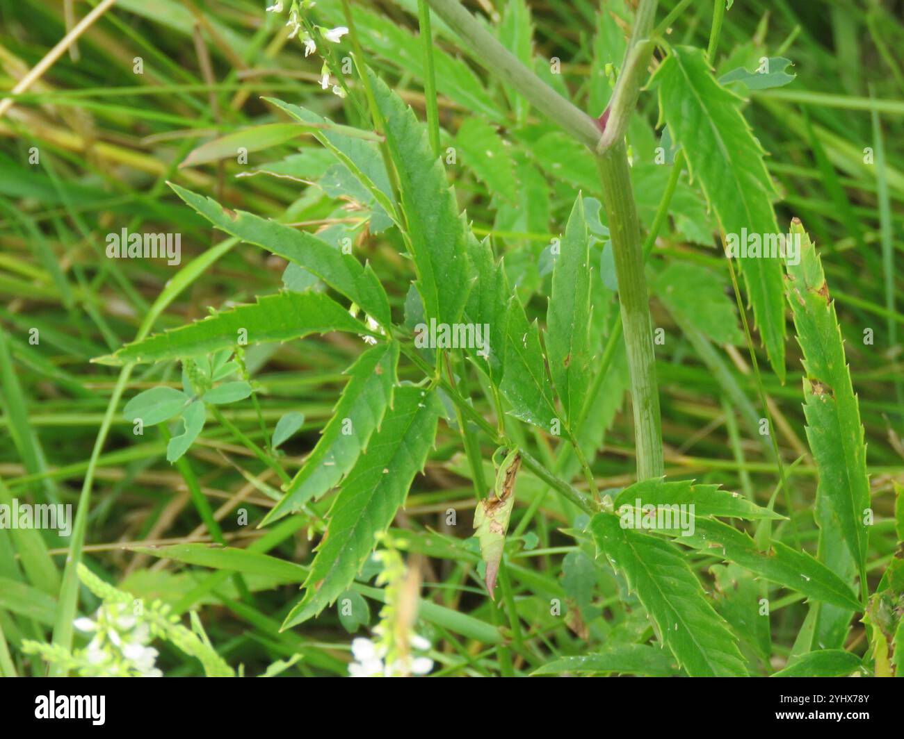 Western Water Hemlock (Cicuta douglasii Stock Photo - Alamy