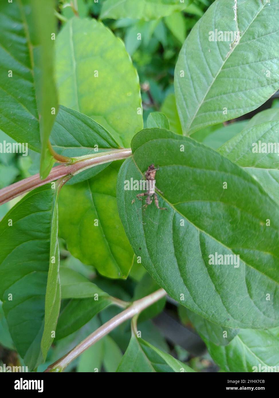 Sinea hi-res stock photography and images - Alamy