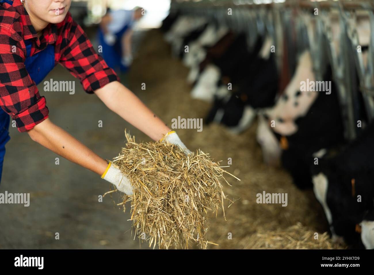 Farmer feeds cows with hay from her hands Stock Photo - Alamy