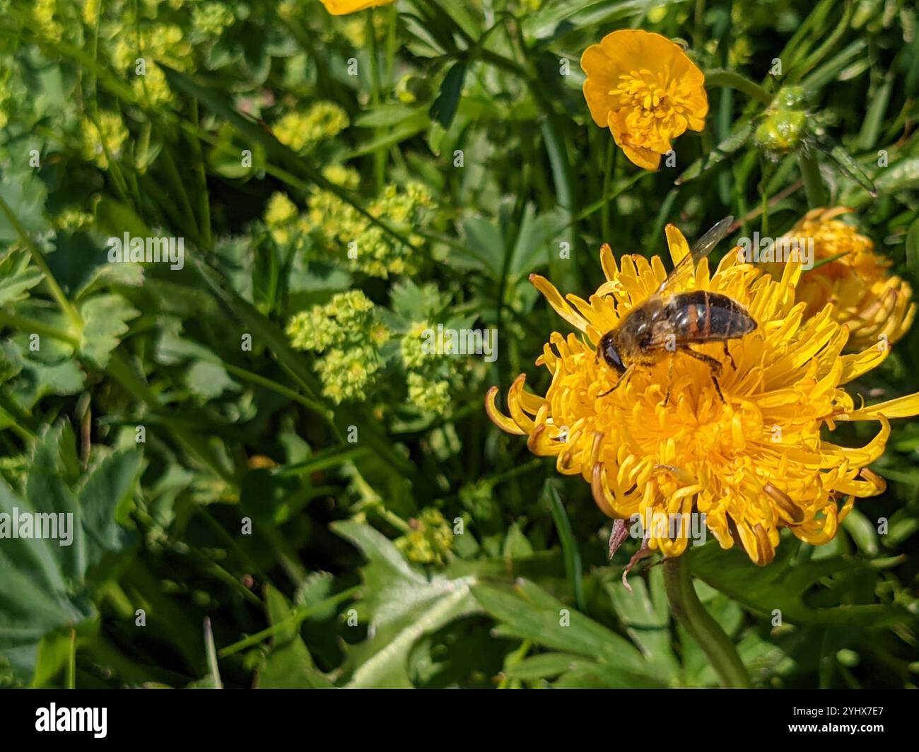 Common Drone Fly (Eristalis tenax Stock Photo - Alamy