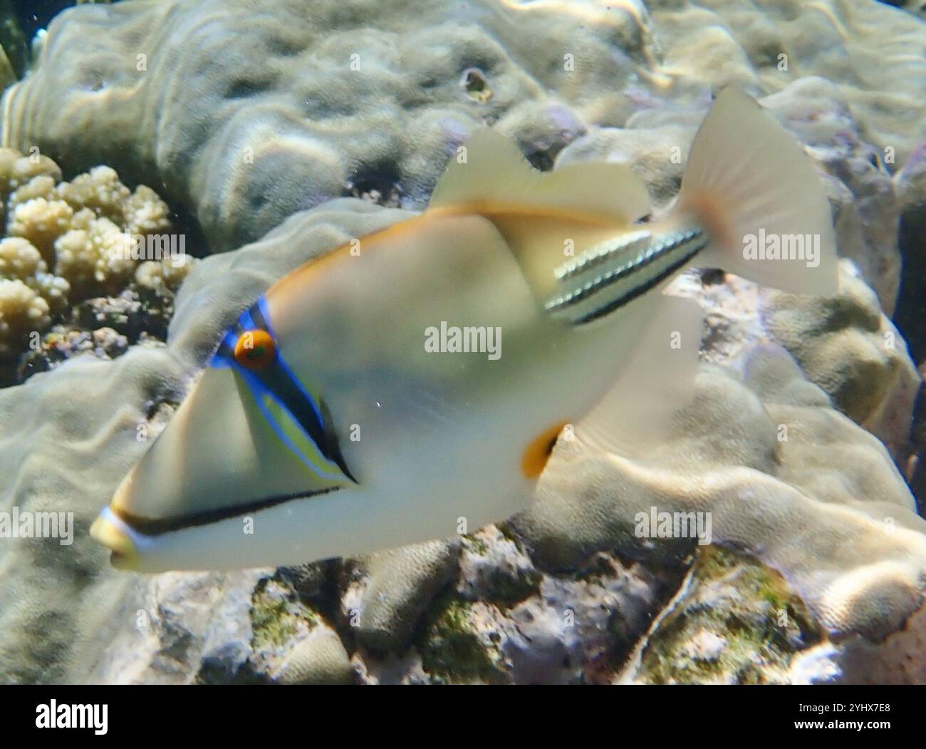 Arabian Picasso Triggerfish (Rhinecanthus assasi Stock Photo - Alamy
